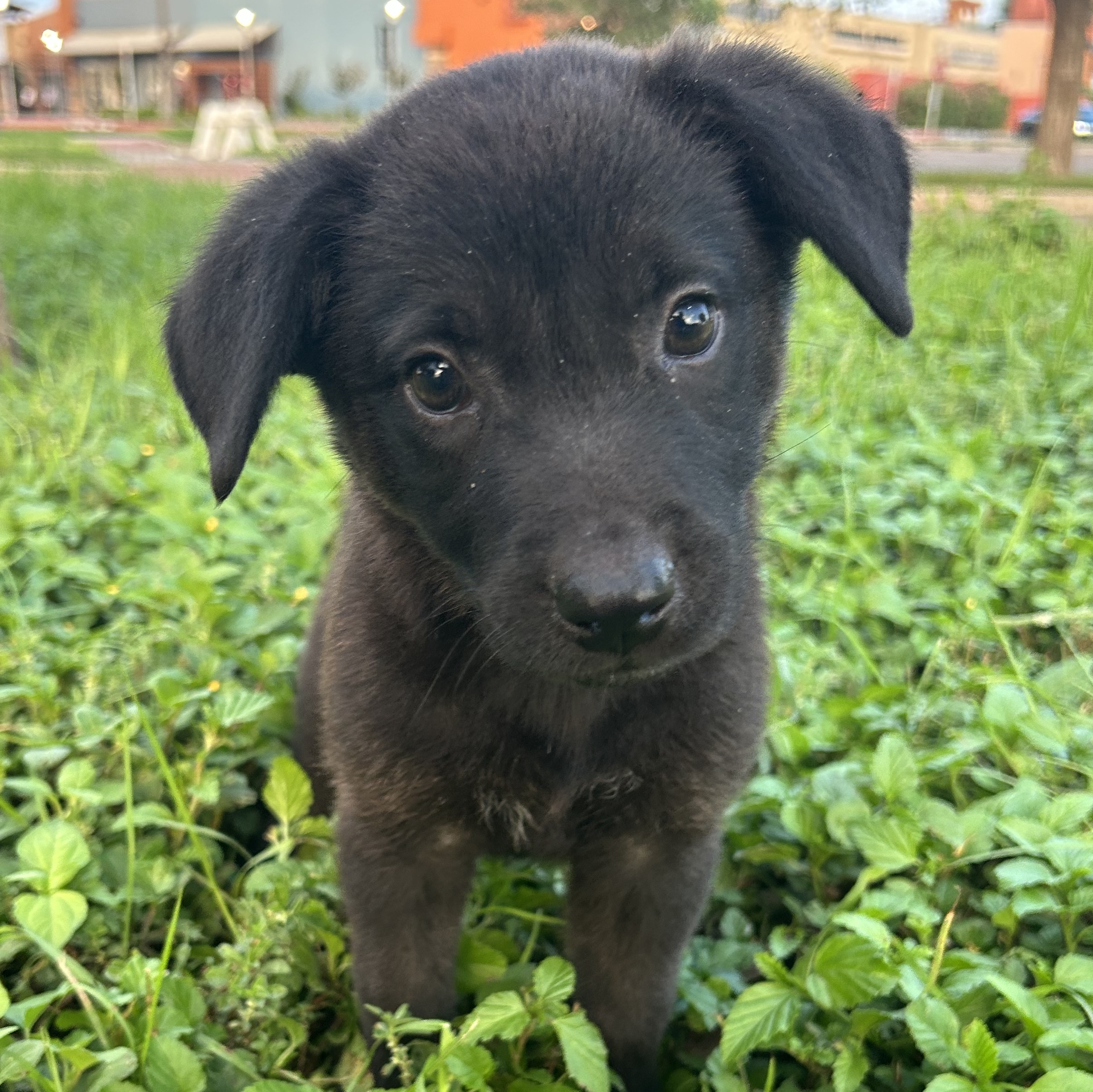 Dog for adoption - Ginger, a Labrador Retriever in Boise , ID | Petfinder