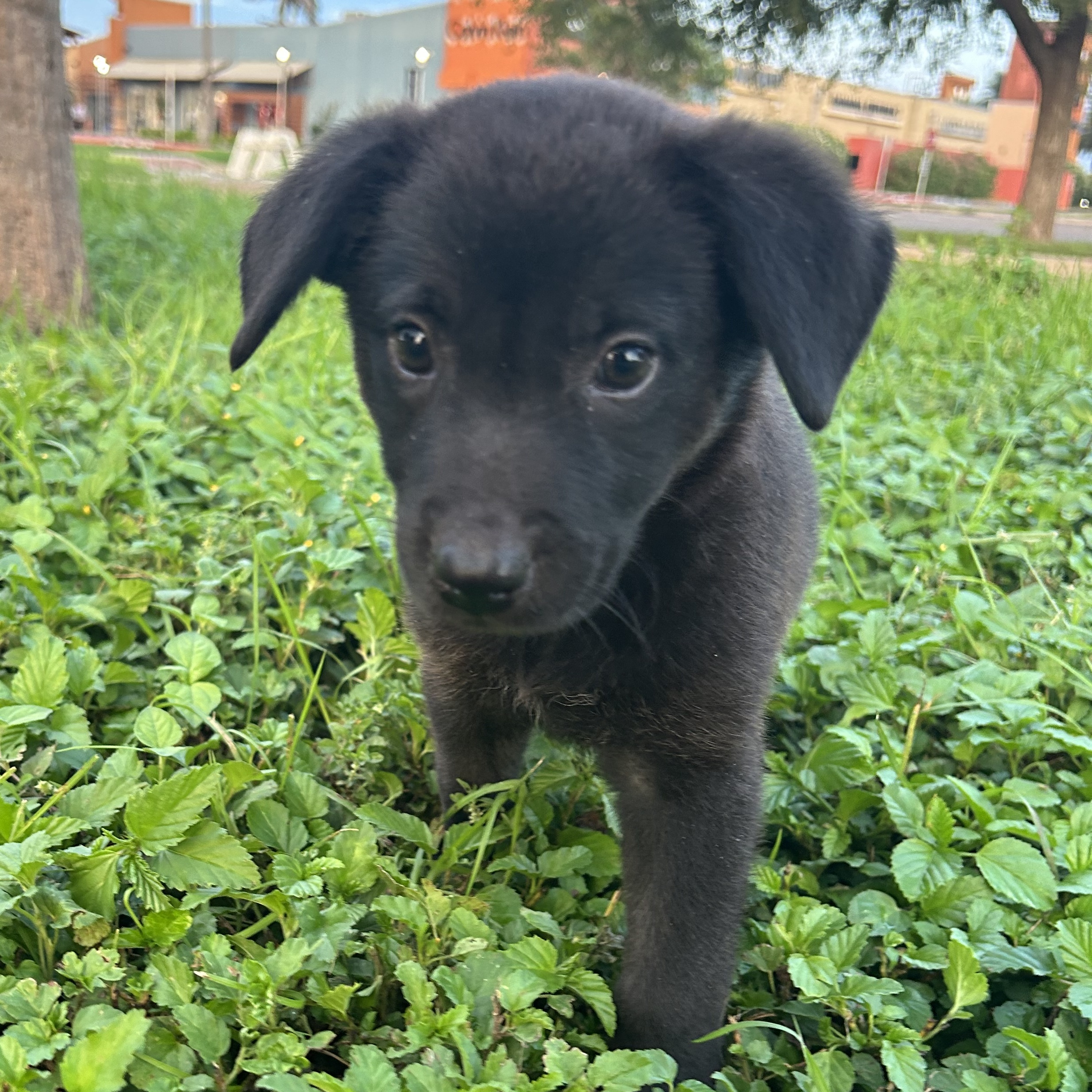 Dog for adoption - Ginger, a Labrador Retriever in Boise , ID | Petfinder
