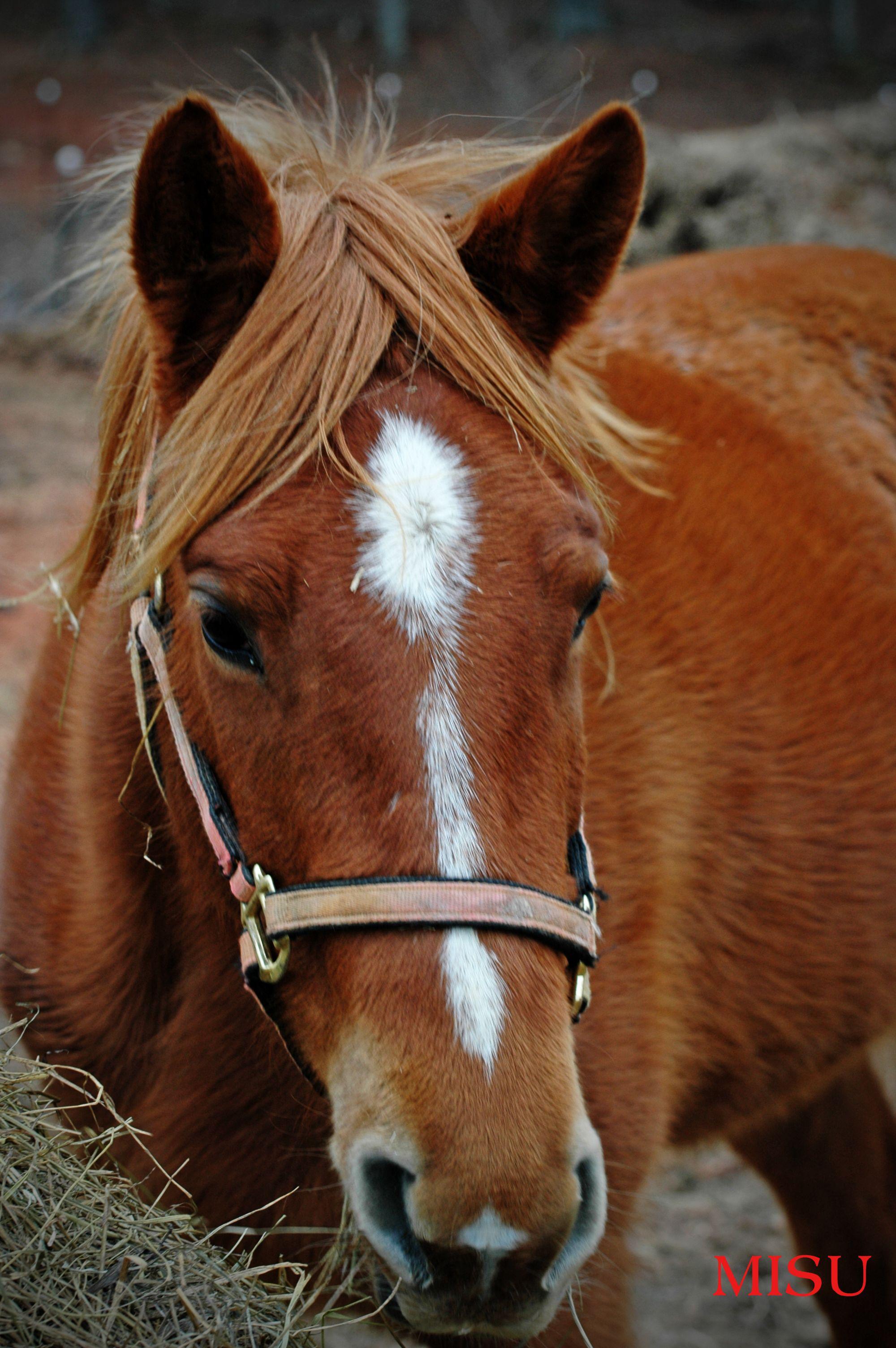 Horse for adoption - Moe, a Quarterhorse in Hardy, VA | Petfinder