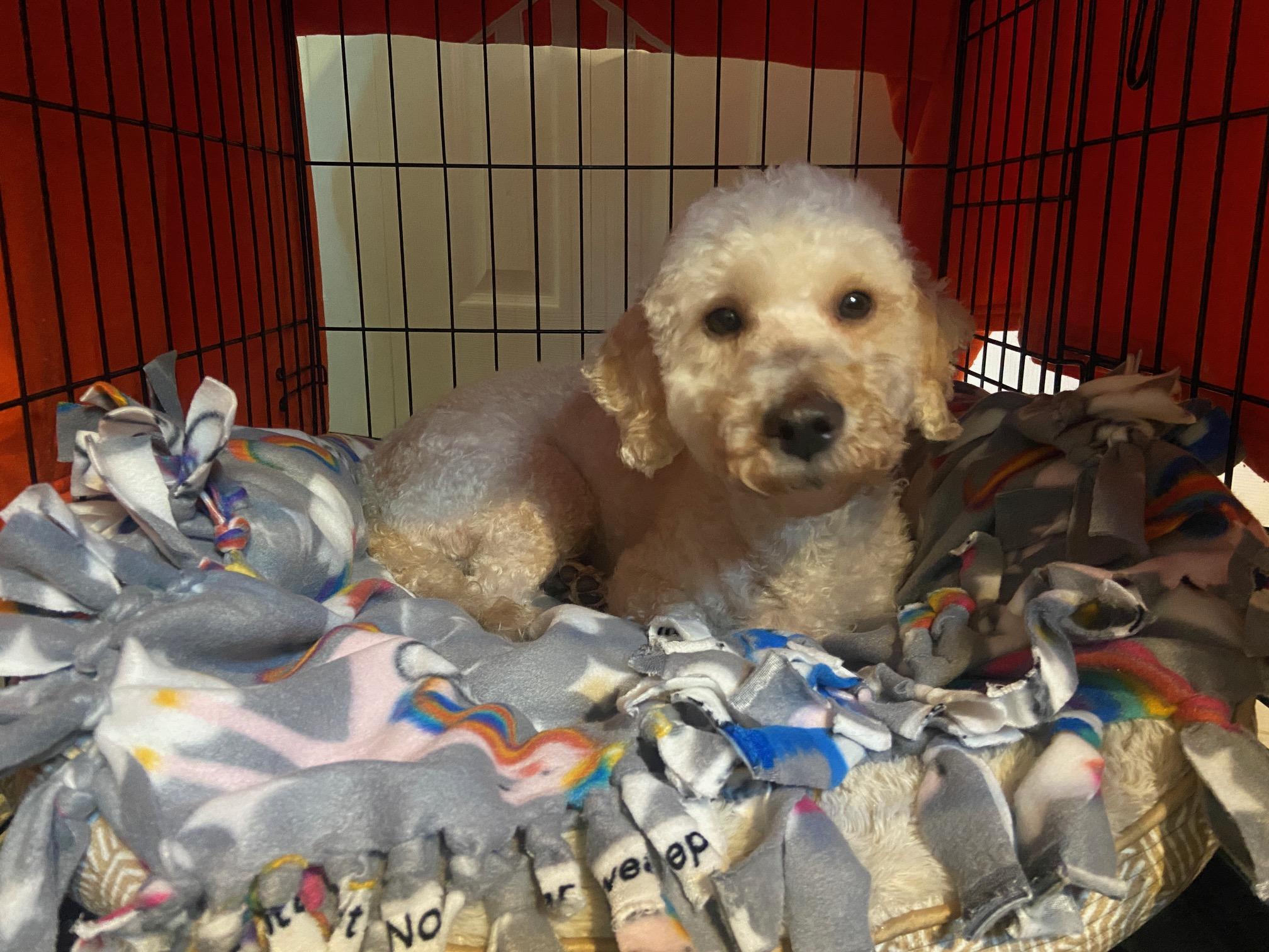 Dog for adoption - Crystal, a Poodle in Union Grove, WI | Petfinder