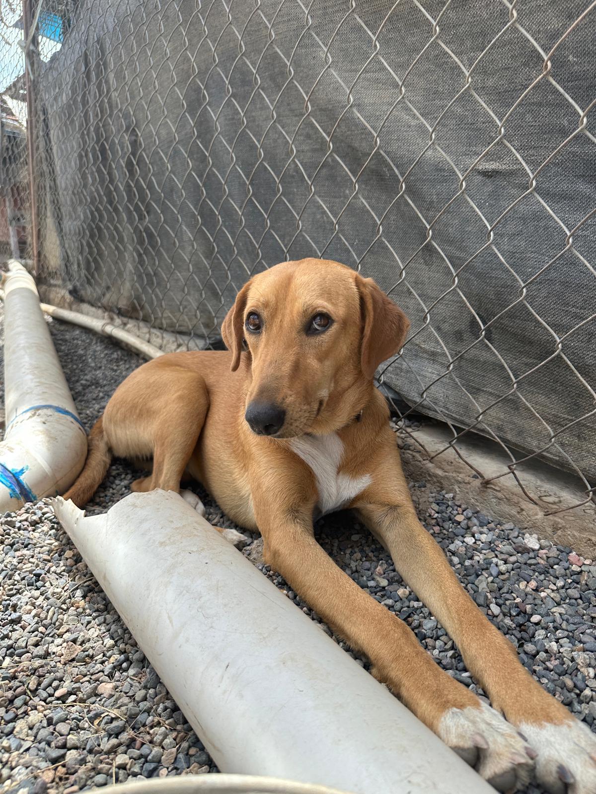 Dog for adoption - Lenni, a Mixed Breed in Sacramento, CA | Petfinder