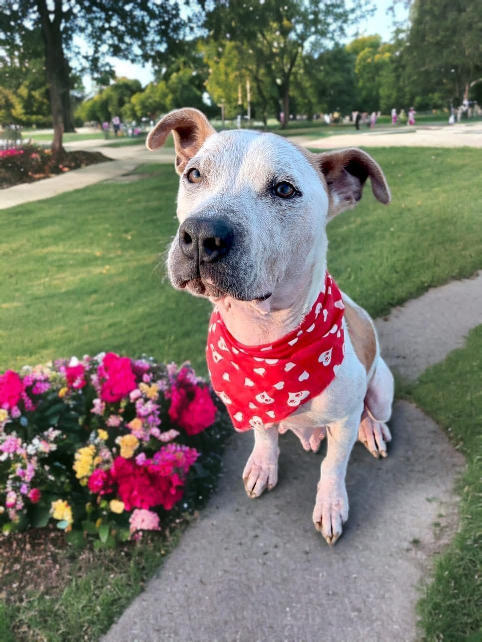 Dog for adoption - Banjo, a Terrier in Calera, AL | Petfinder