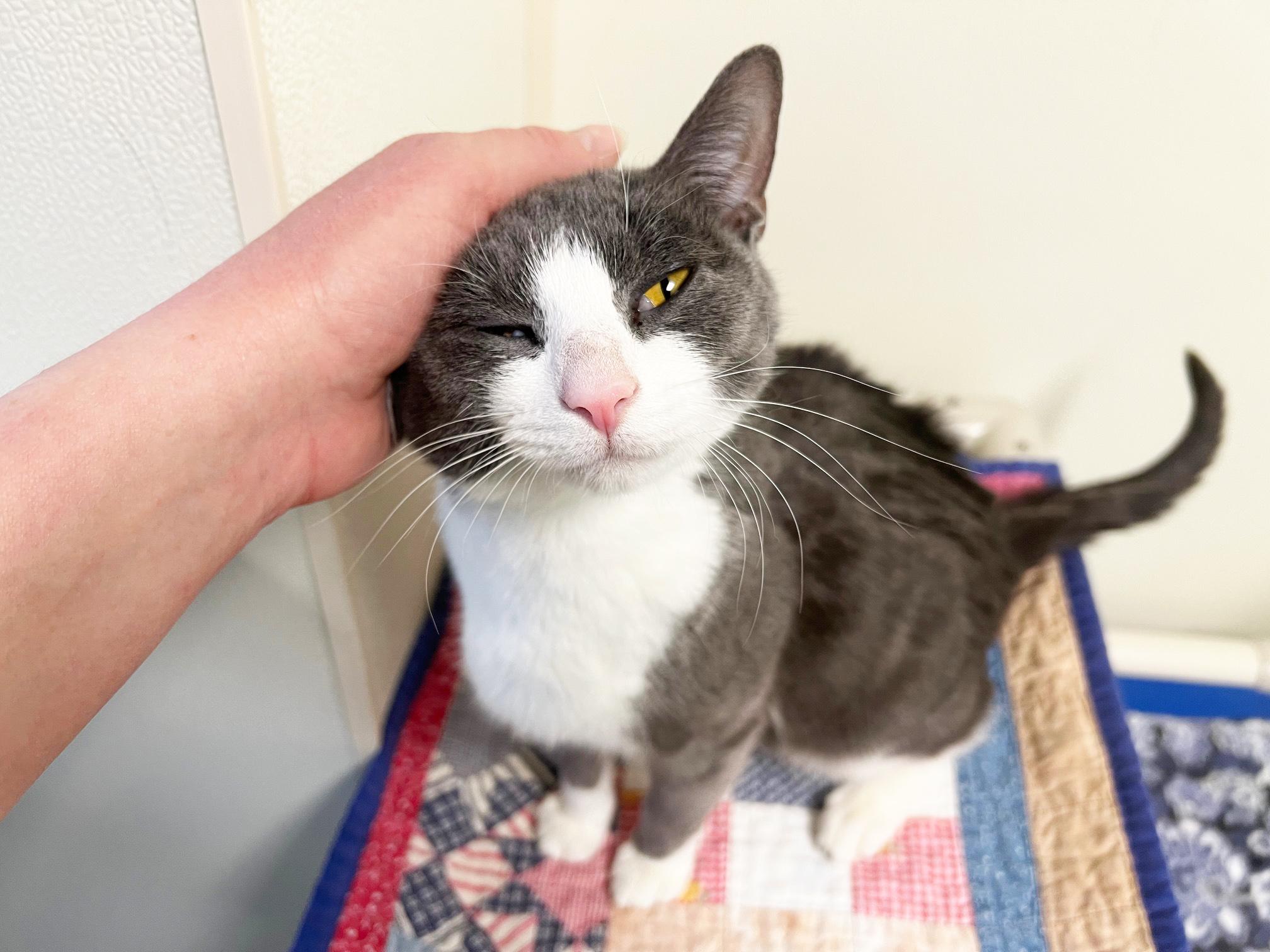 Cat for adoption - Venus - super adorable petite sweetheart!, a ...