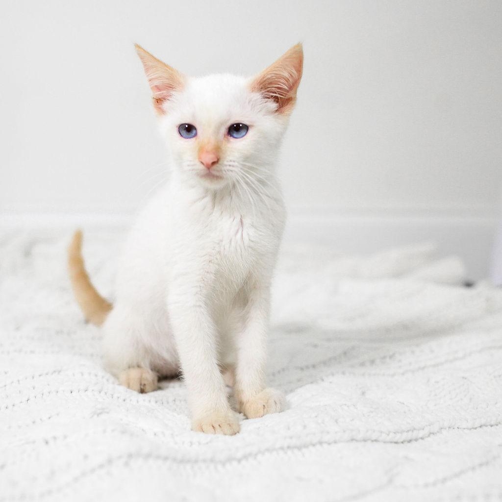 Cat for adoption - Meringue, a Siamese in Fort Oglethorpe, GA | Petfinder