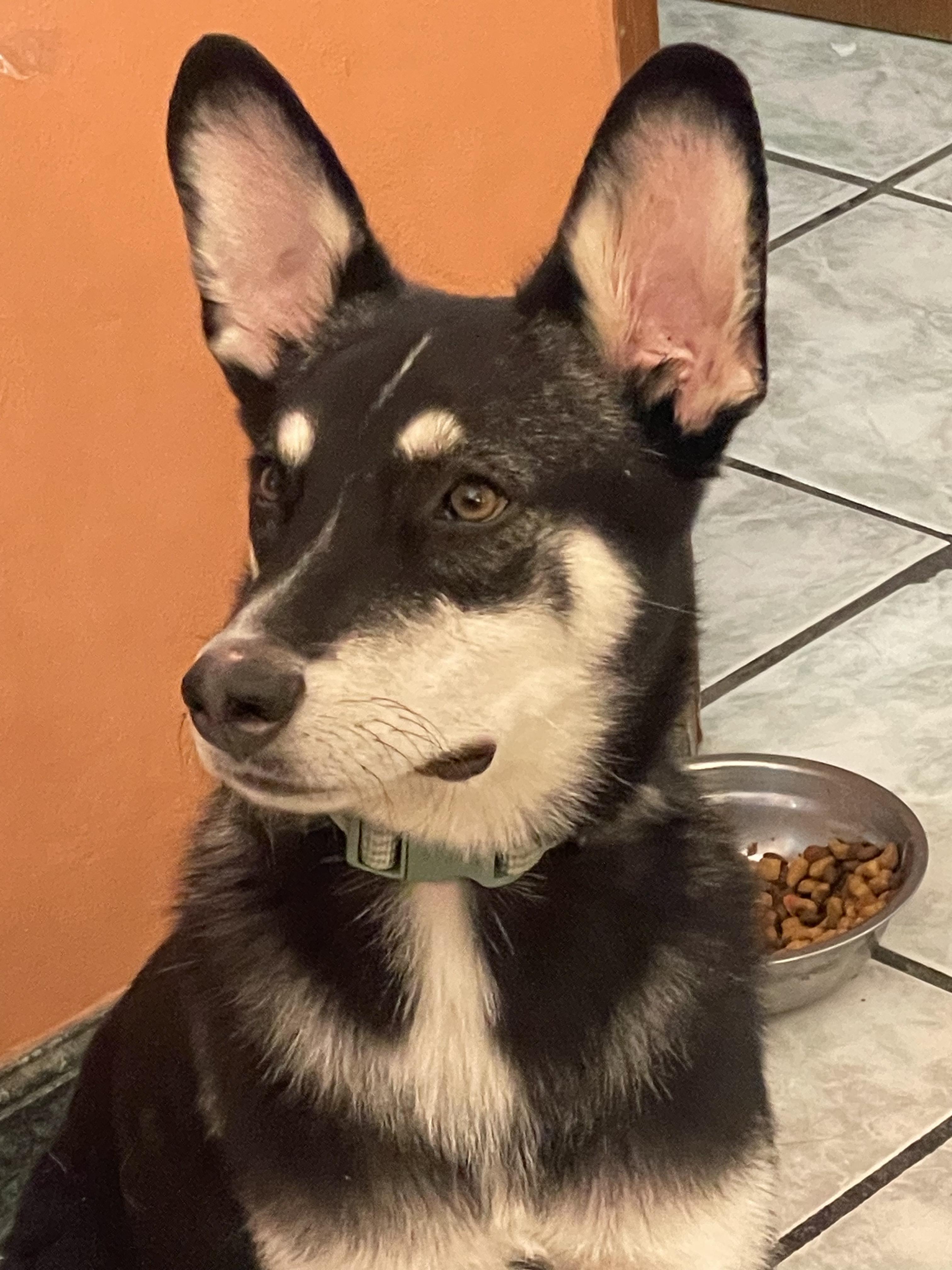 Dog for adoption - Kino, a Mixed Breed in Nopolo, BCS | Petfinder