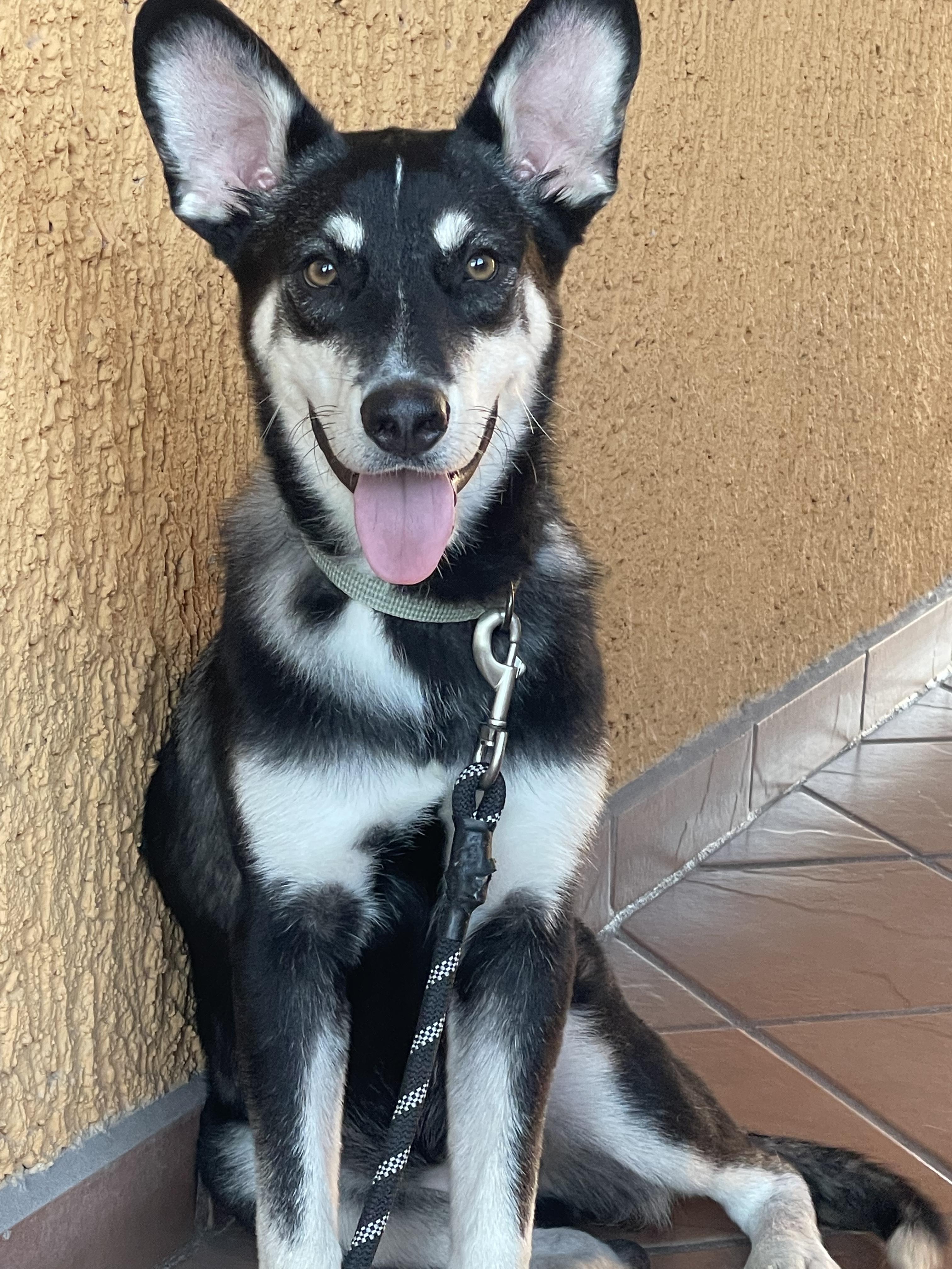 Dog for adoption - Kino, a Mixed Breed in Nopolo, BCS | Petfinder