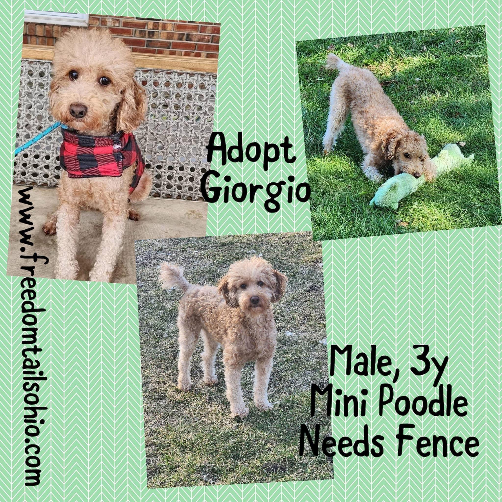 Dog for adoption - Giorgio, a Poodle in galloway, OH | Petfinder