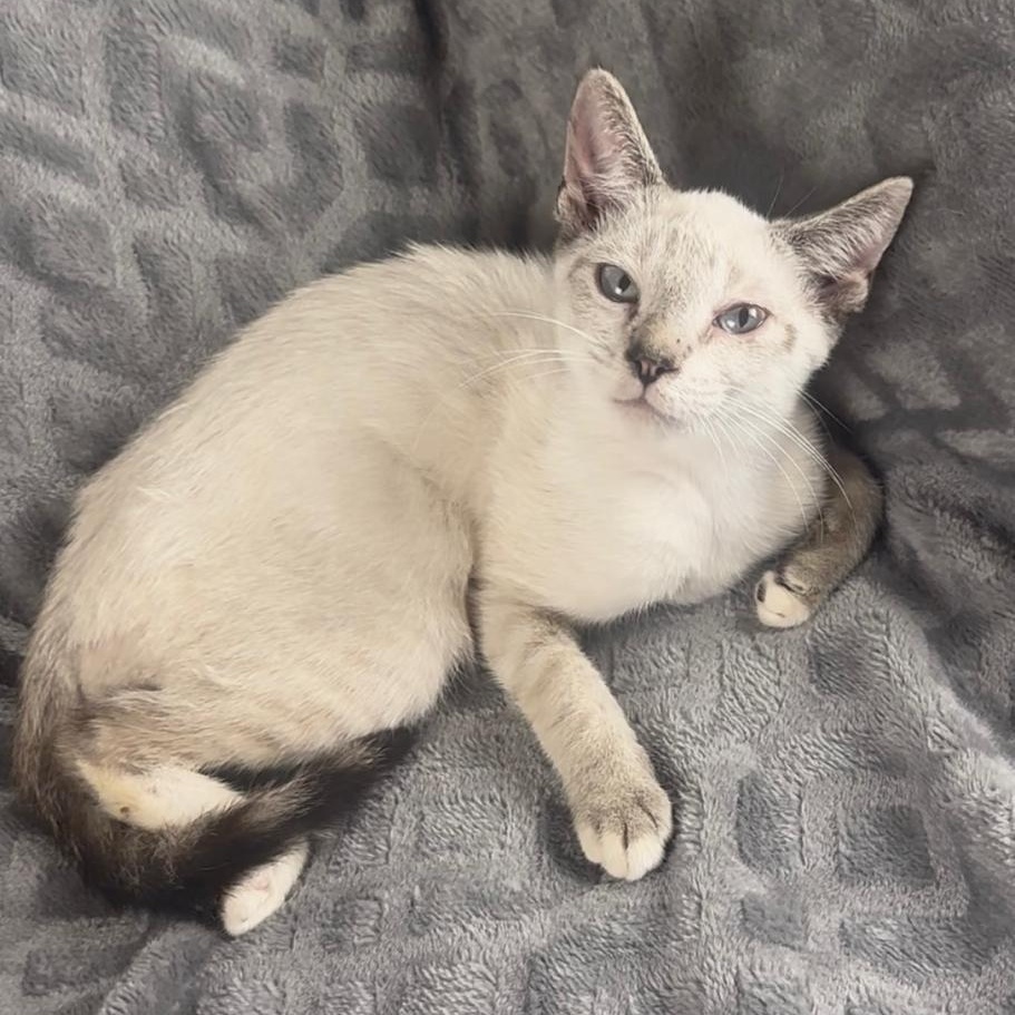 Cat for adoption - Rex, a Siamese in Boston, MA | Petfinder