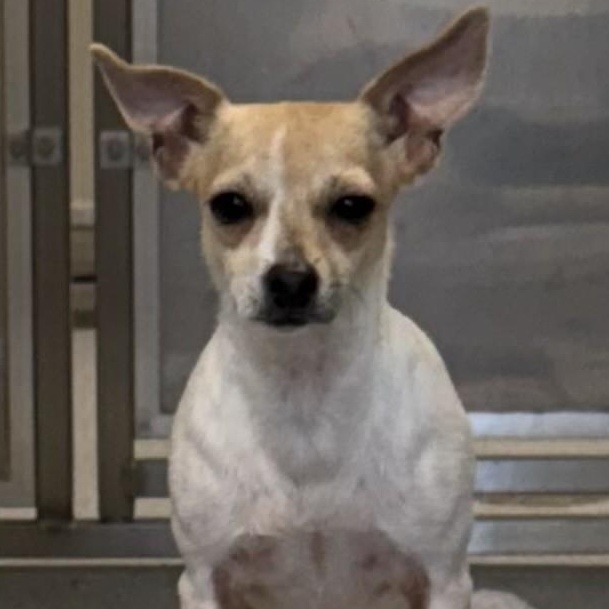 Dog for adoption - Mountain Dew, a Chihuahua in Briarcliff Manor, NY ...