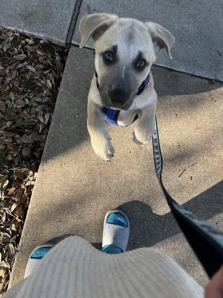 Dog for adoption - Boomer, a Labrador Retriever Mix in Springfield, OR ...