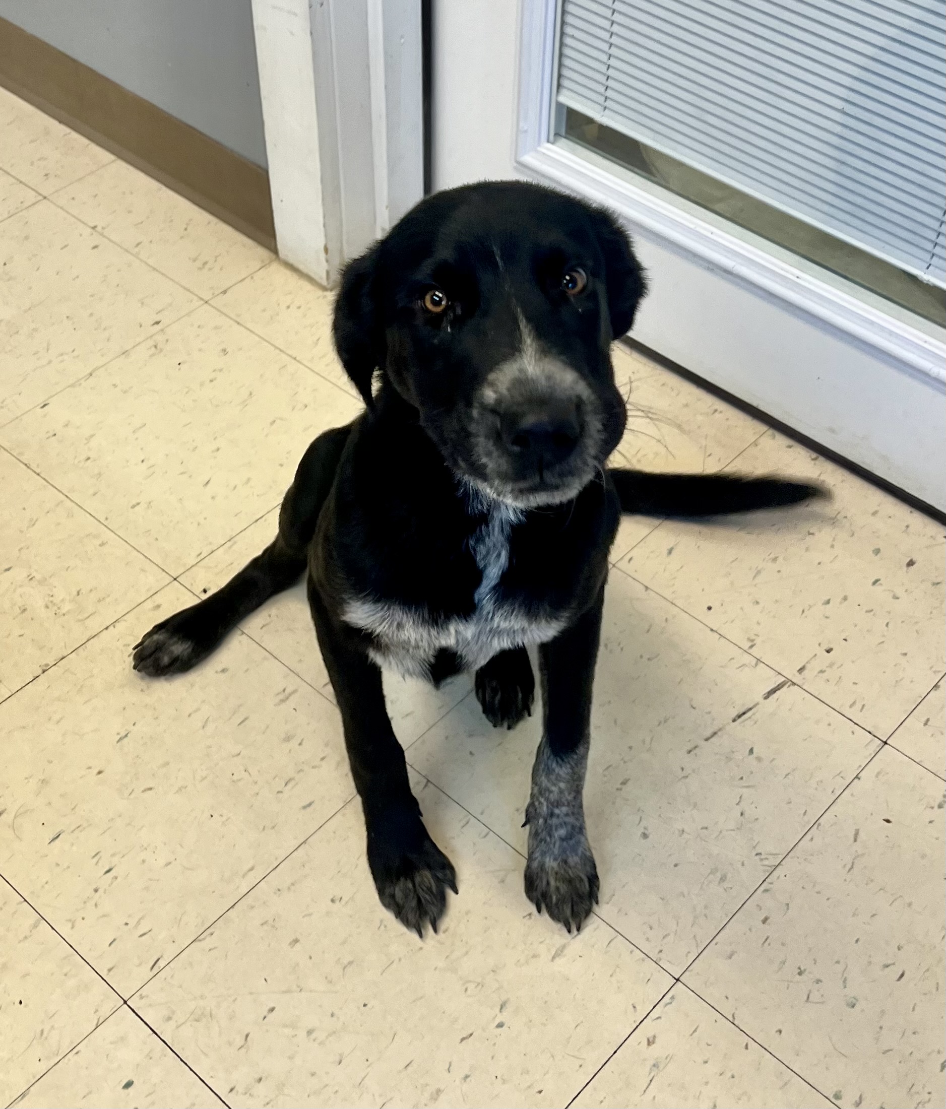 Dog for adoption - Slim, an Australian Cattle Dog / Blue Heeler Mix in Dyersburg, TN | Petfinder