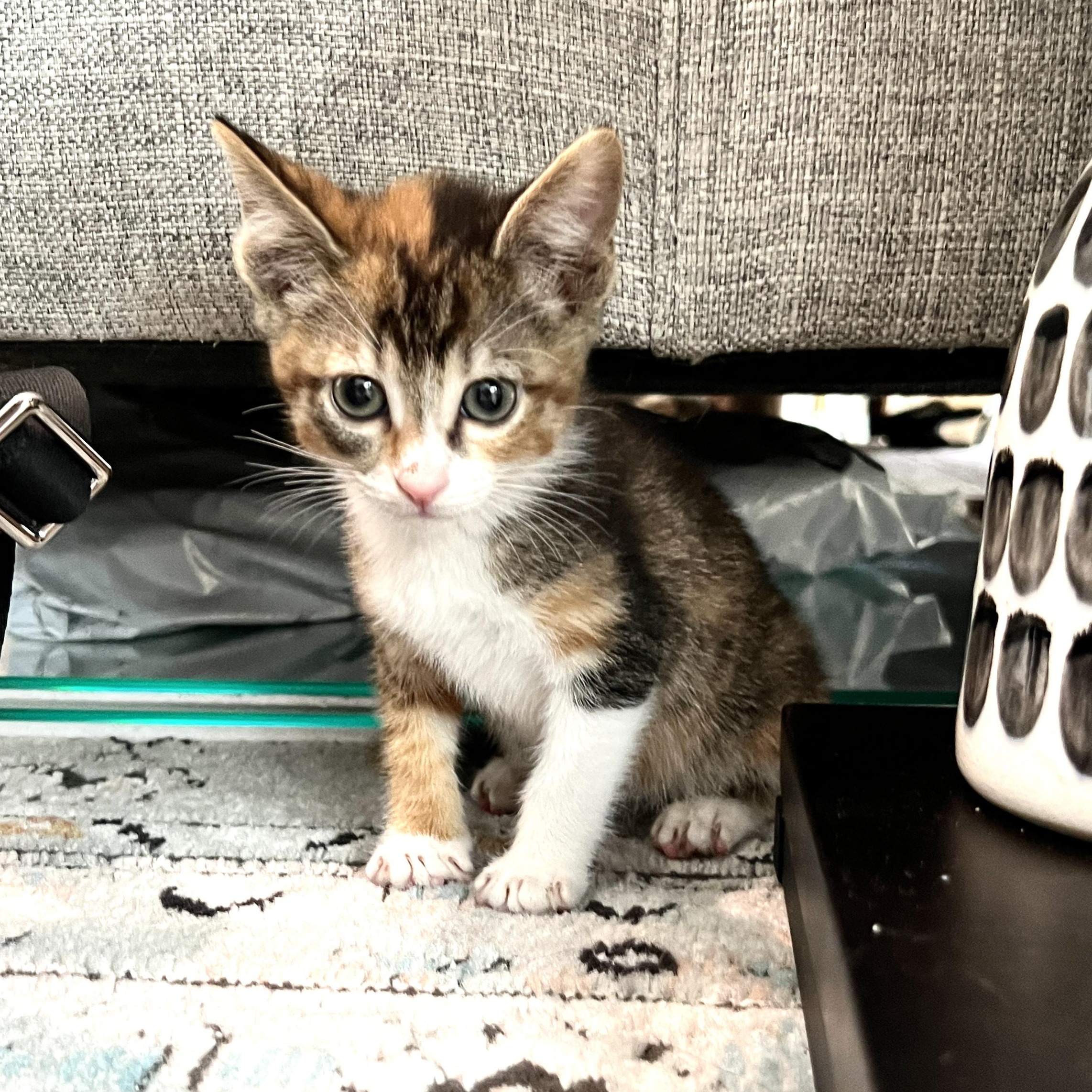 Cat for adoption - Dakota Fanning, a Calico & Domestic Short Hair Mix ...