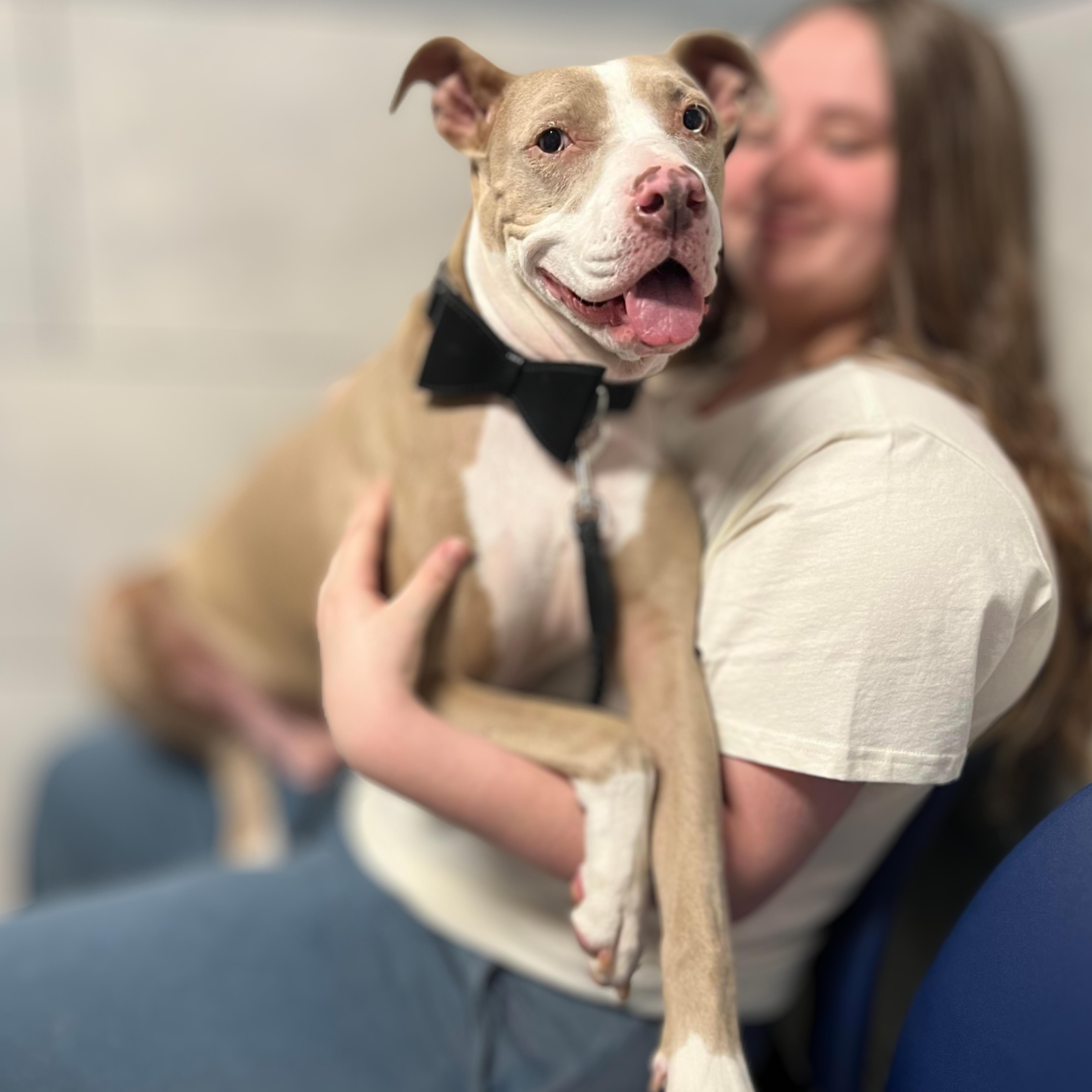 Dog for adoption - Blondie, a Pit Bull Terrier & American Staffordshire ...