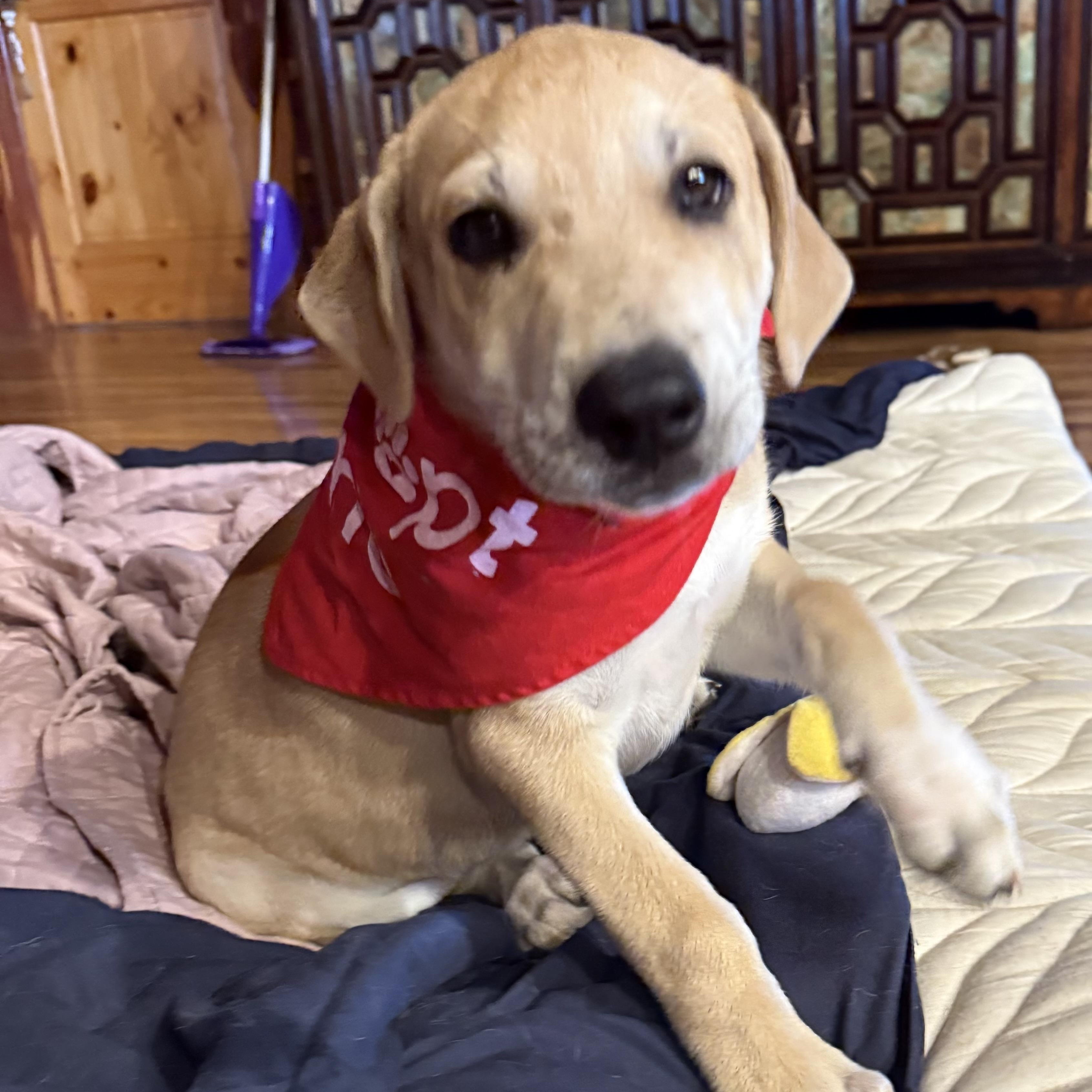 Dog for adoption - Ritz, a Mixed Breed in Colorado Springs , CO | Petfinder