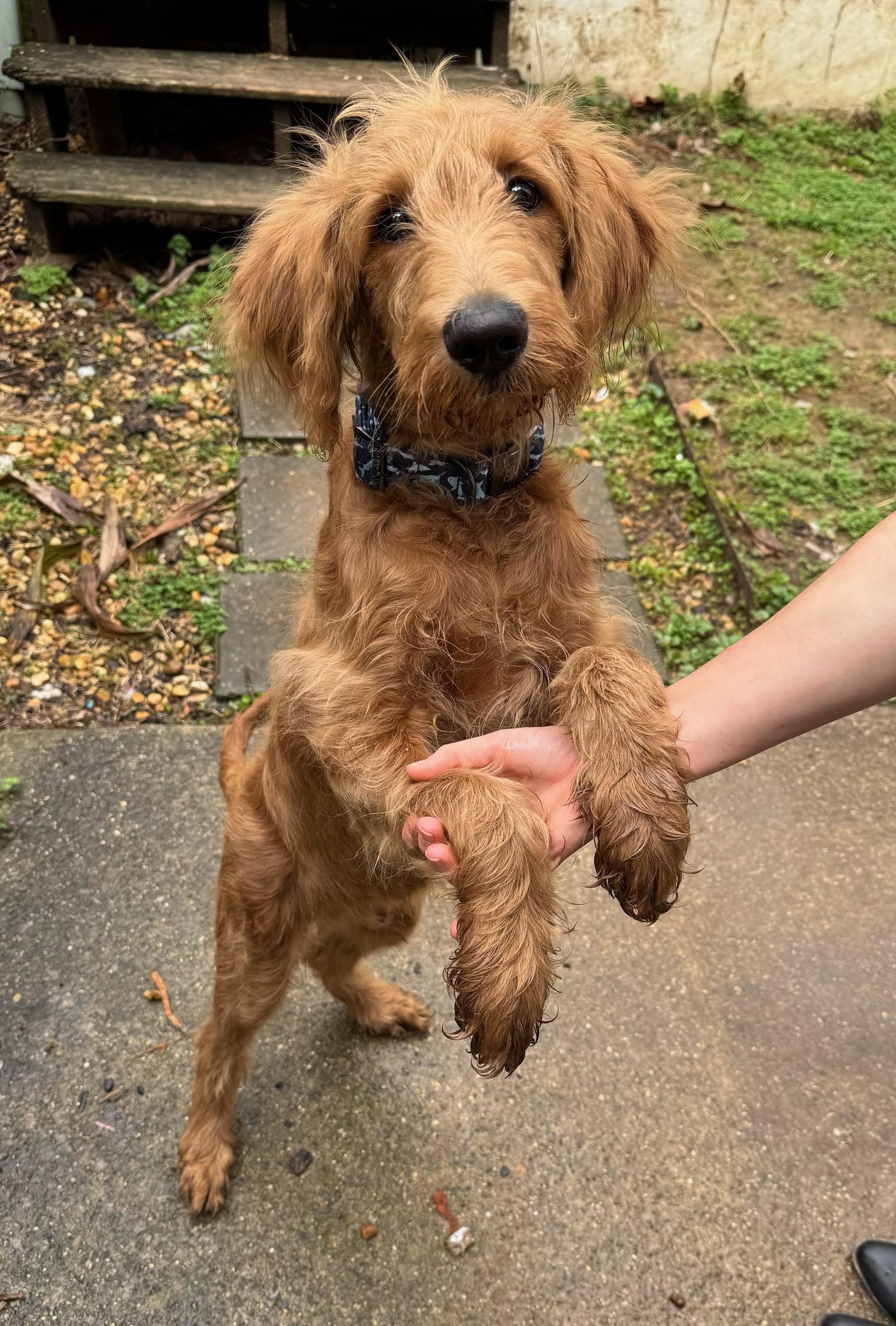 Hank - Adoptable Pet | Petfinder | Petfinder