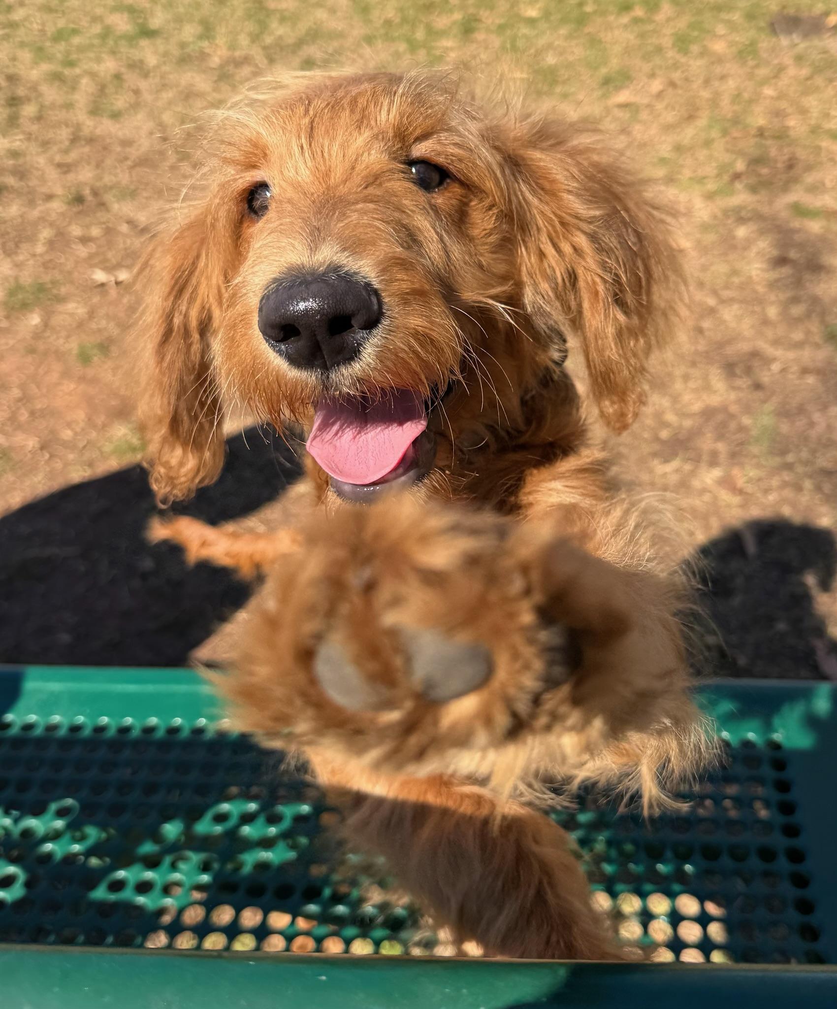 Hank - Adoptable Pet | Petfinder | Petfinder