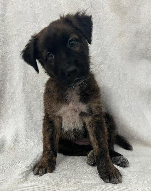 Dog for adoption - Odette, a Mixed Breed in Monroe Township, NJ | Petfinder