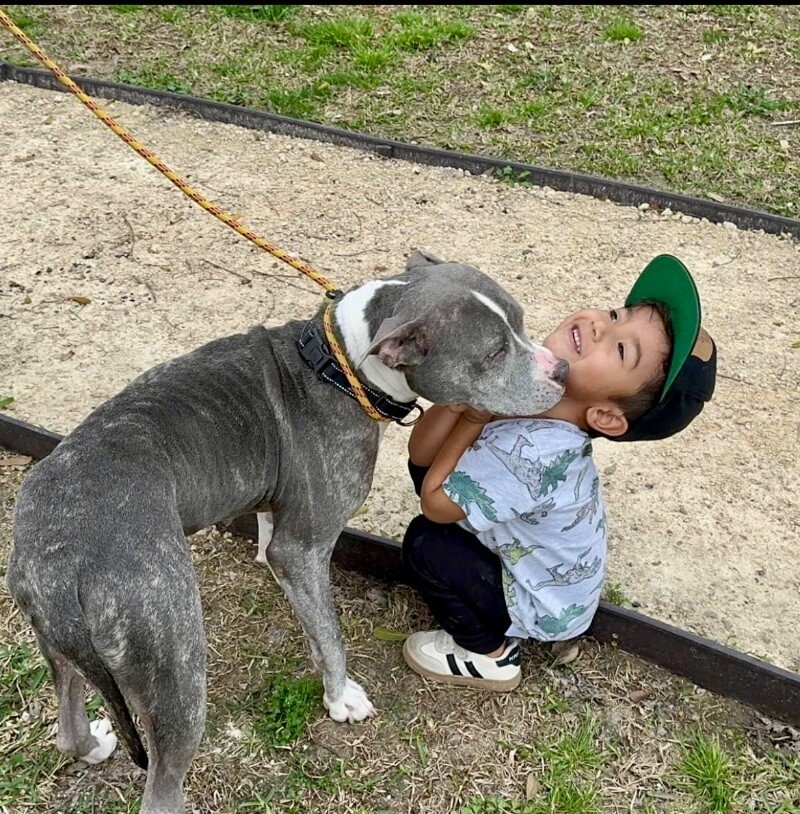 Dog for adoption - Misti Nova, a Pit Bull Terrier Mix in vancouver, WA ...