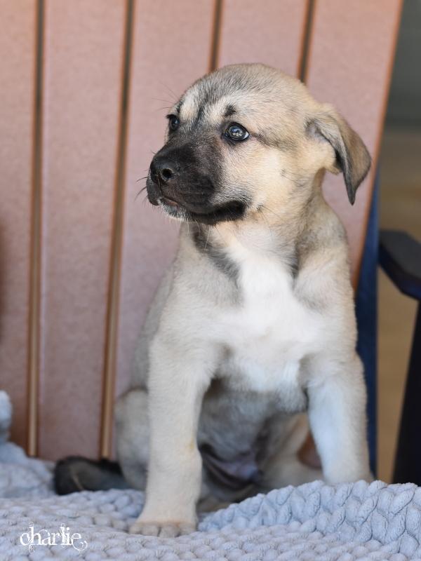 Dog for adoption - Charlie, a Labrador Retriever & Yellow Labrador ...