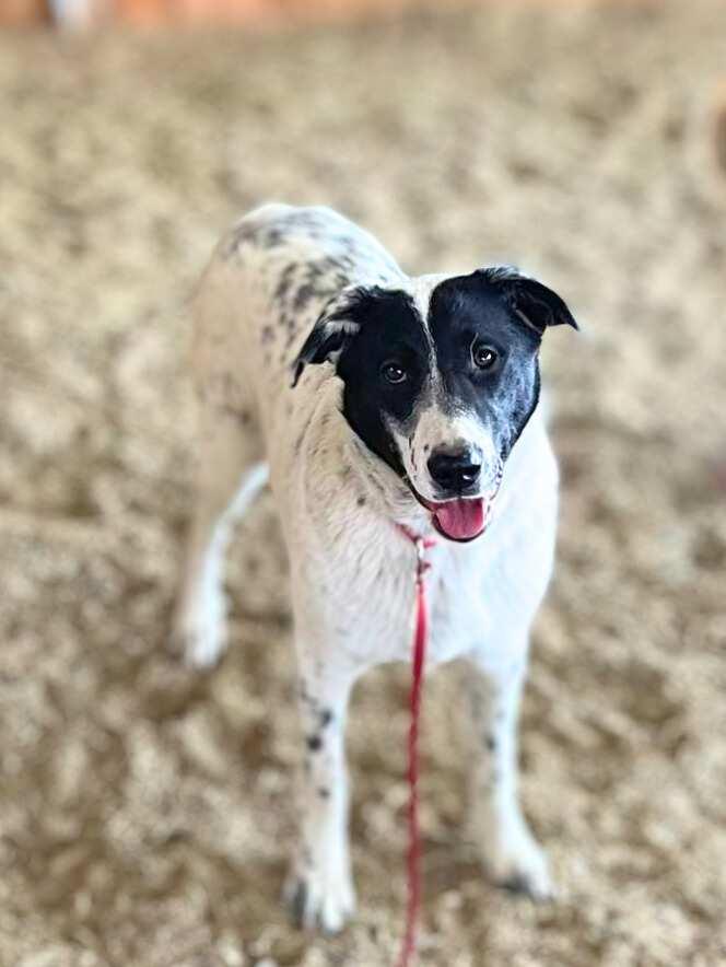Dog for adoption - Azalea, a Great Pyrenees Mix in Temecula, CA | Petfinder