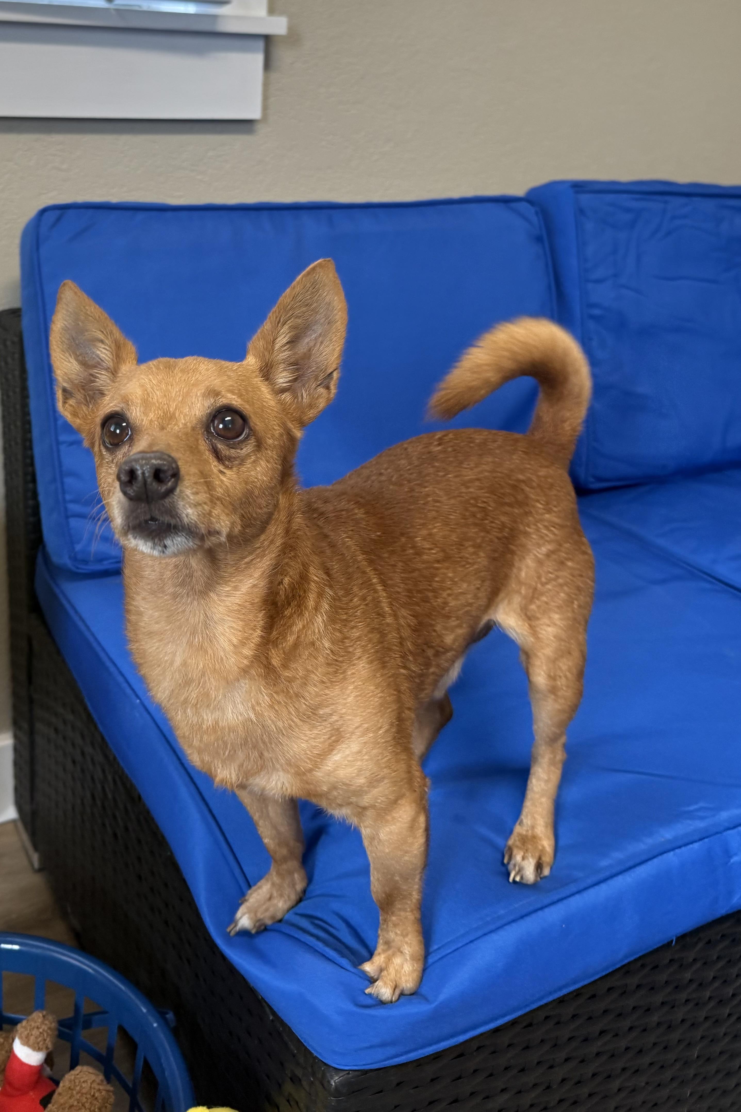 Dog for adoption - Xaden, a Chihuahua in Plant City, FL | Petfinder