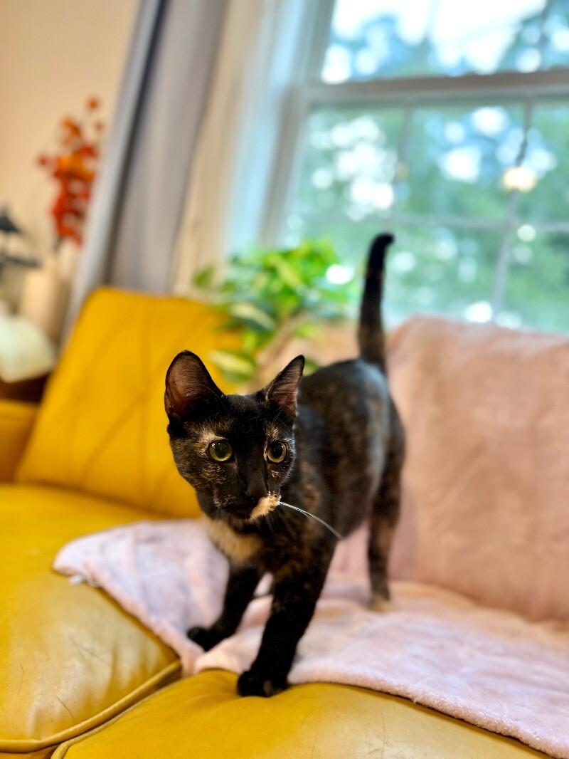 Cat for adoption - Hana O'Hana, a Tortoiseshell Mix in Guilderland, NY | Petfinder