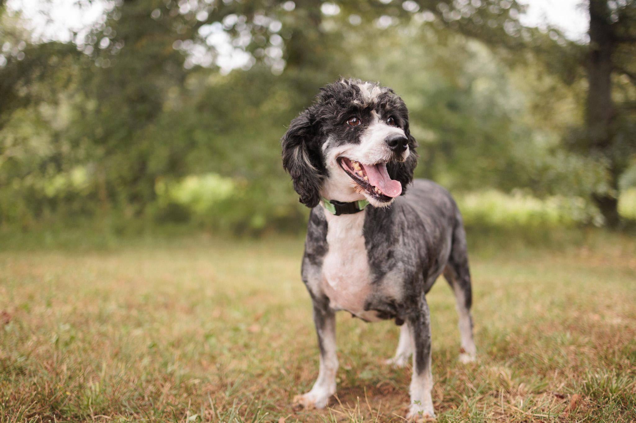 Dog for adoption - Lavinia - Transport, a Bernadoodle in Wilmington, OH | Petfinder