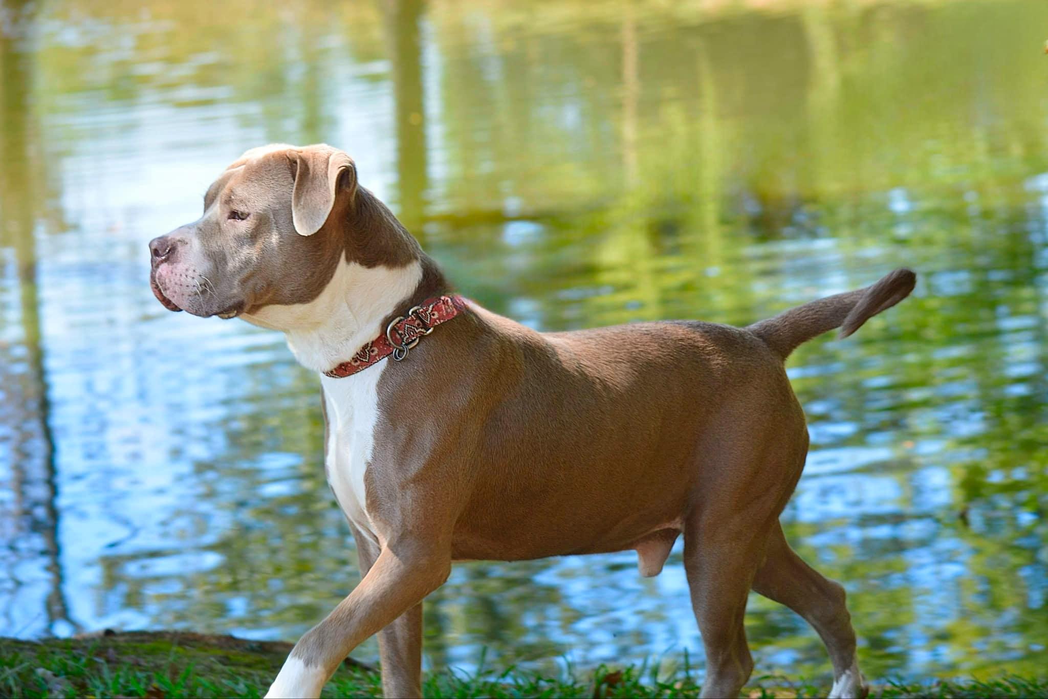 Dog for adoption - Bogie, a Pit Bull Terrier in Fort Wayne, IN | Petfinder