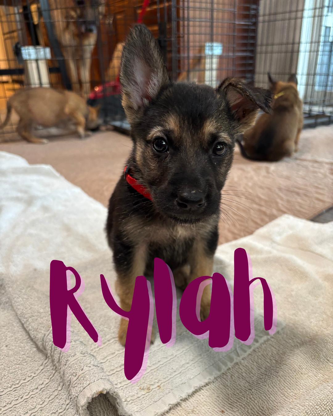 Dog for adoption - Rylah, a German Shepherd Dog in Seattle, WA | Petfinder