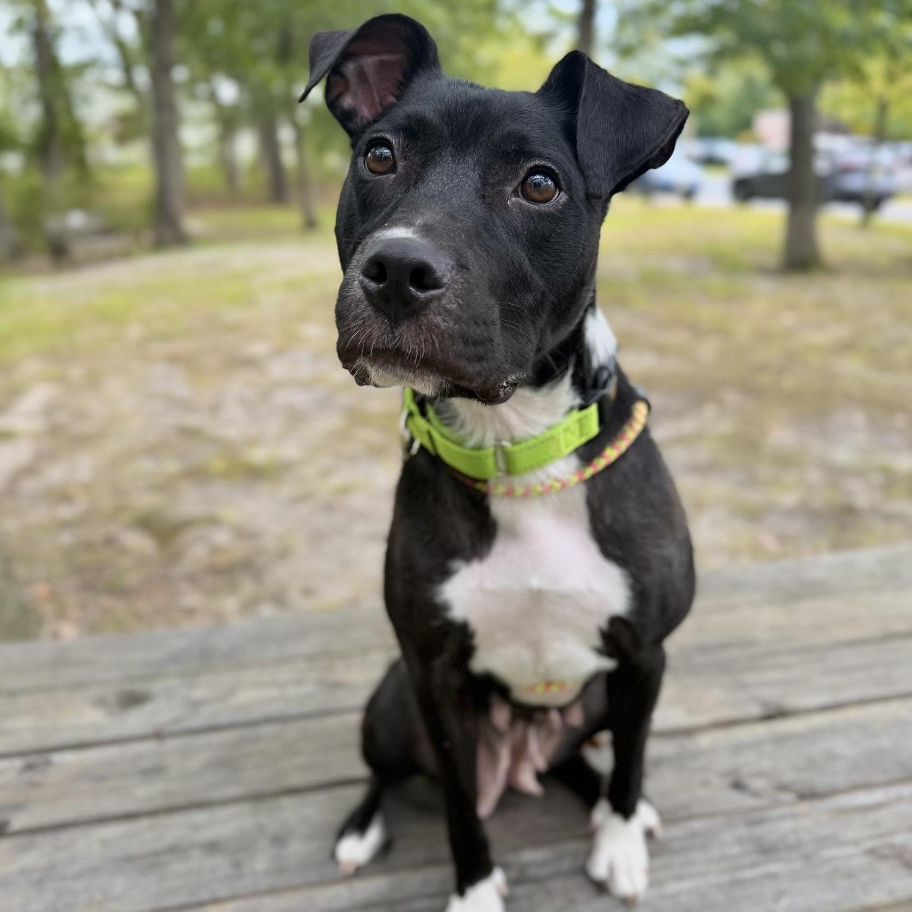 Dog for adoption - Flora, a Black Labrador Retriever Mix in Eatontown ...