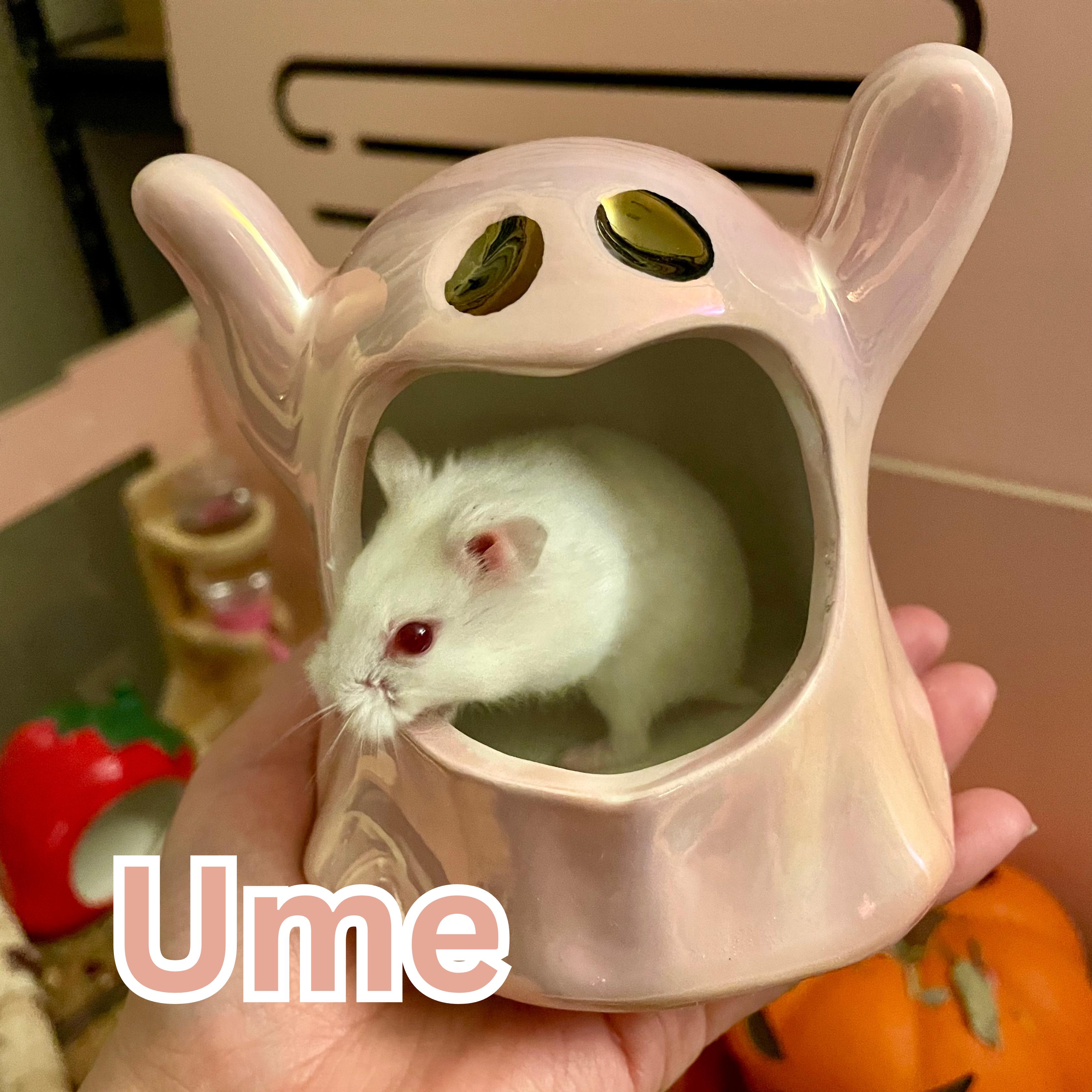 Hamster for adoption - Ume, a Dwarf Hamster in West Sacramento , CA ...