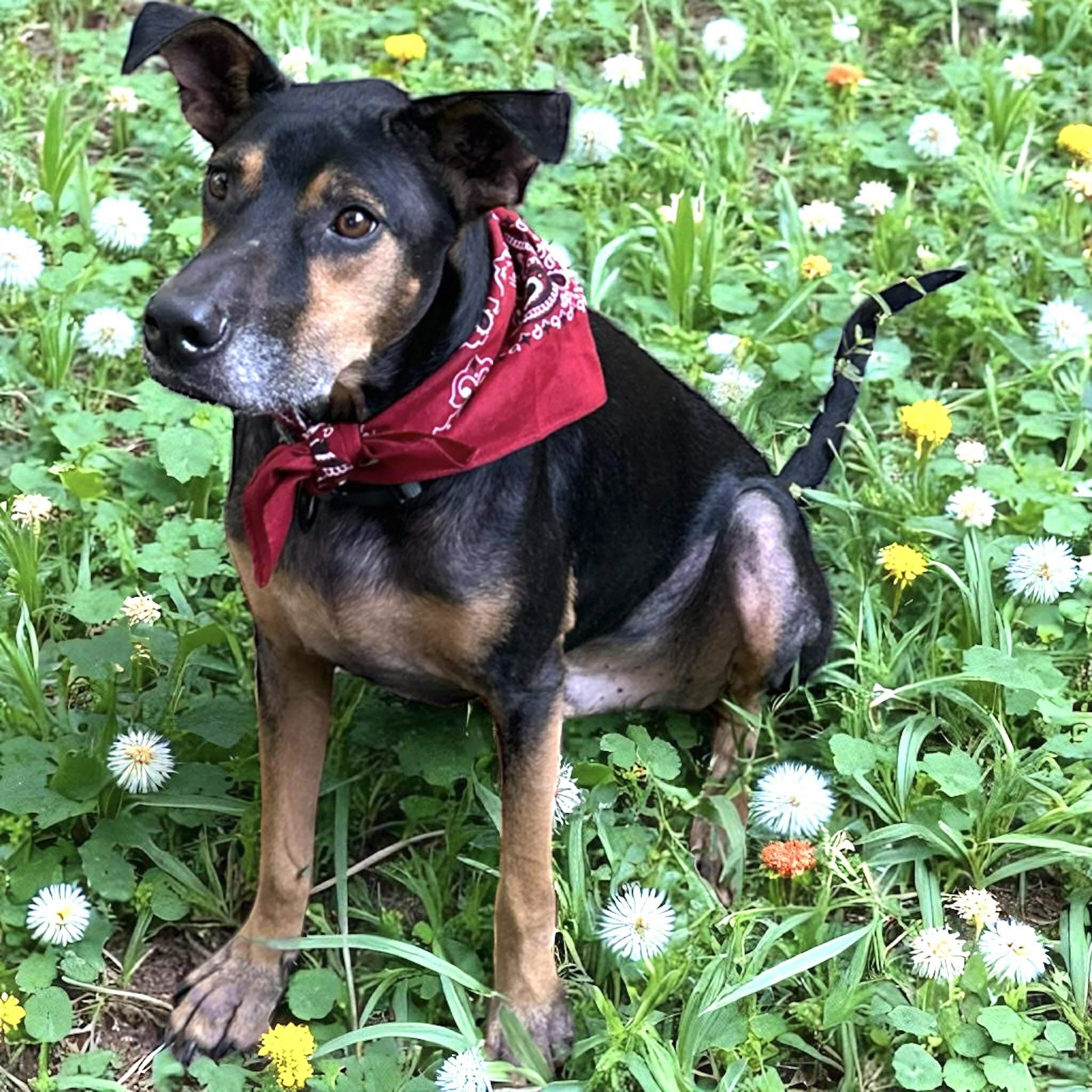 Dog for adoption - Devin, a Doberman Pinscher Mix in Latham, NY | Petfinder