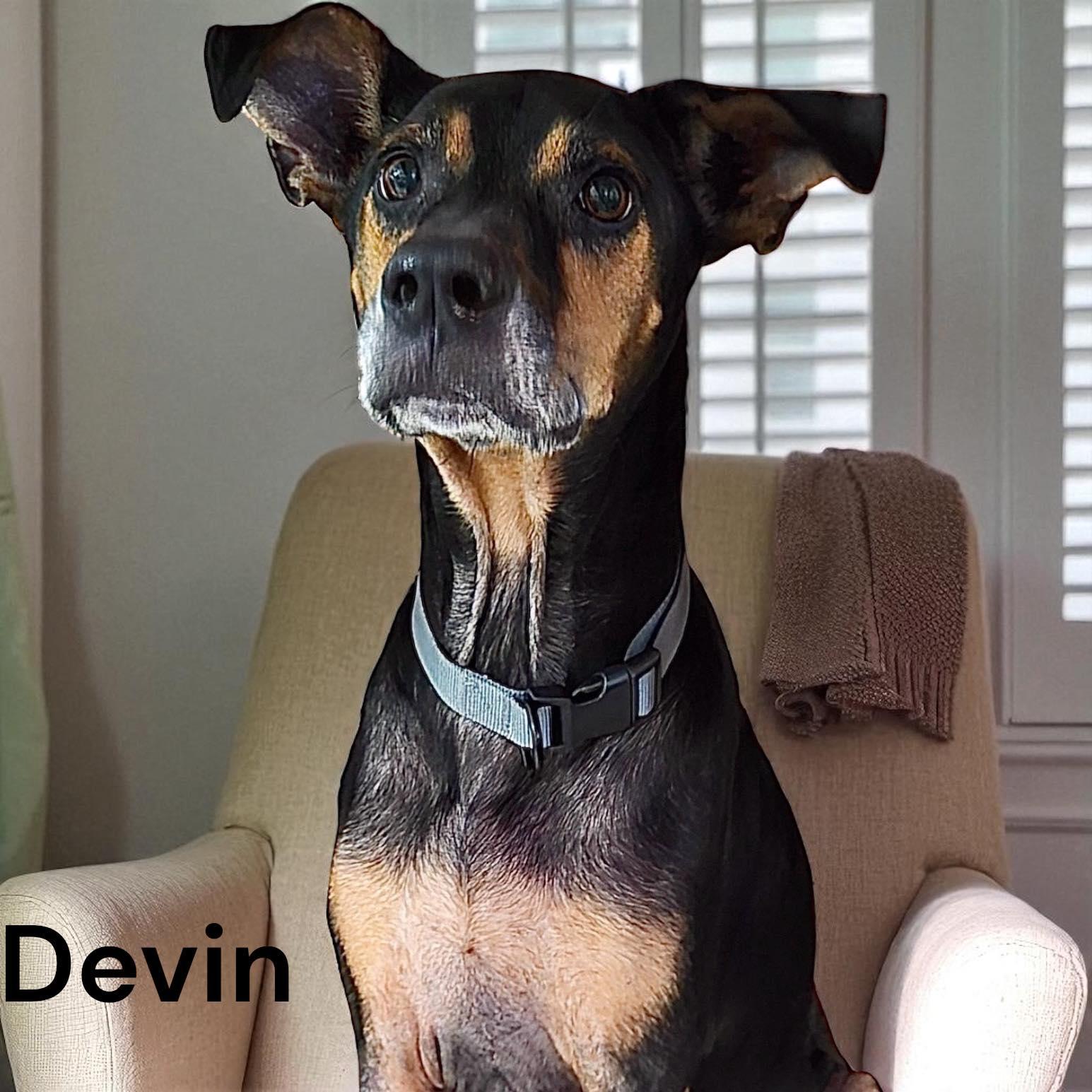 Dog for adoption - Devin, a Doberman Pinscher Mix in Latham, NY | Petfinder