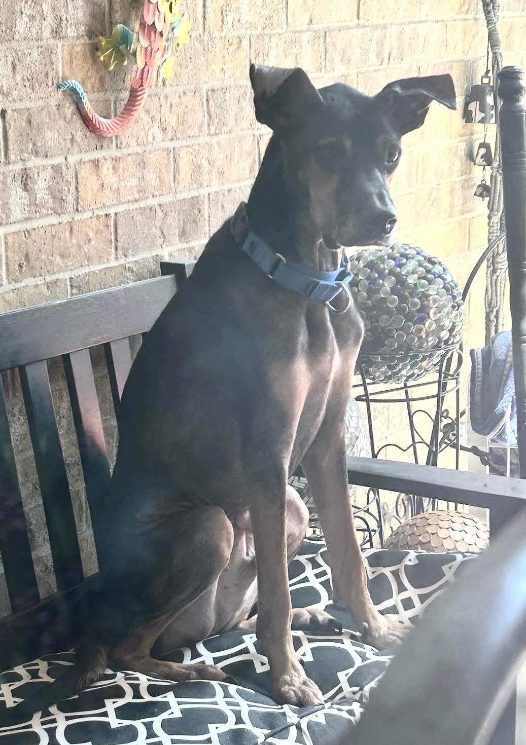 Dog for adoption - Devin, a Doberman Pinscher Mix in Latham, NY | Petfinder