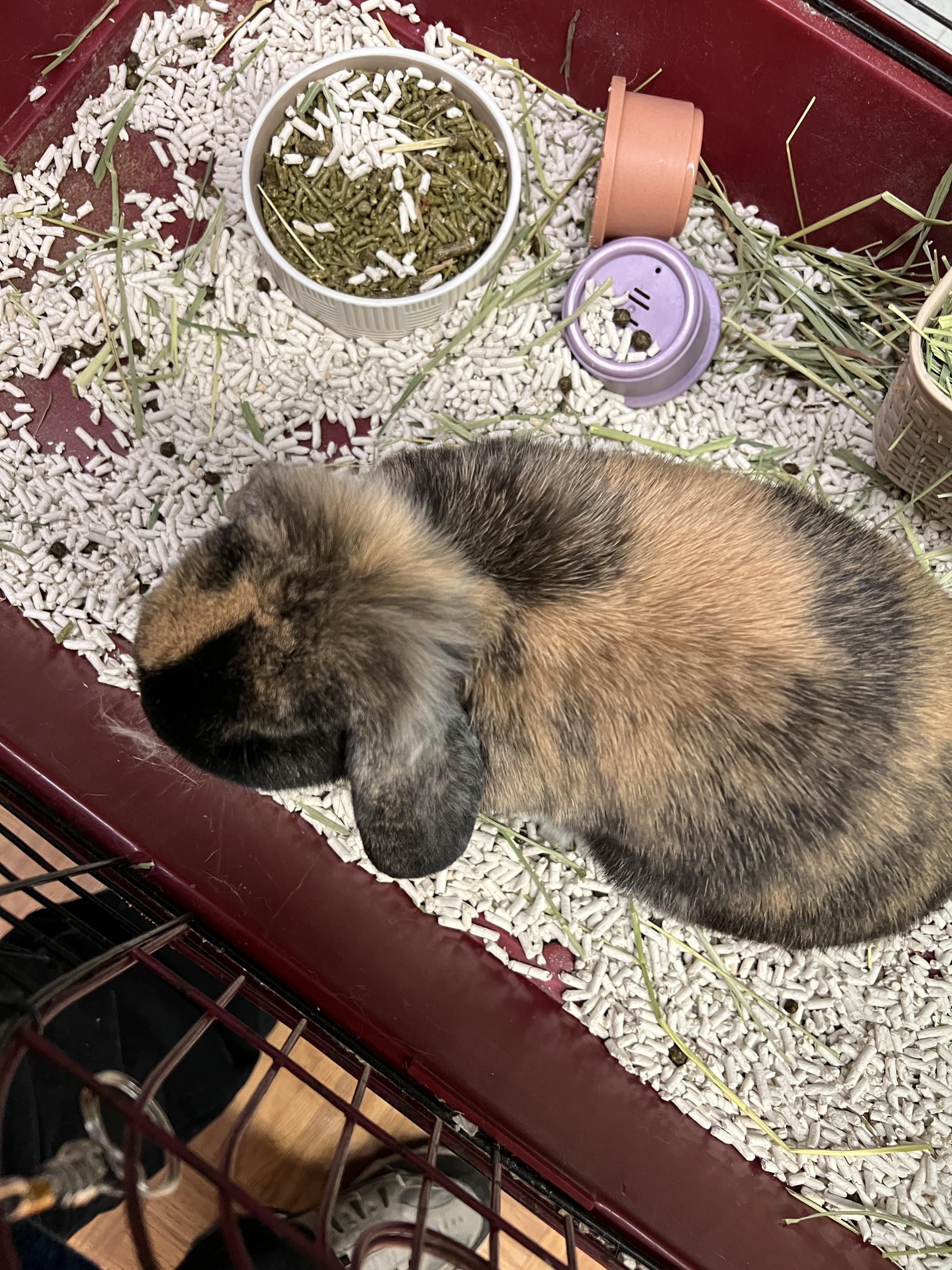 Rabbit for adoption - Pumpkin Rabbit, a Lop Eared Mix in Hillsborough ...