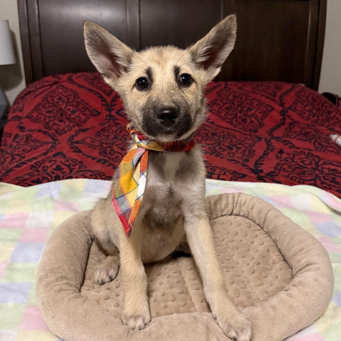 Dog for adoption - Tilly, a German Shepherd Dog Mix in Chicago, IL ...