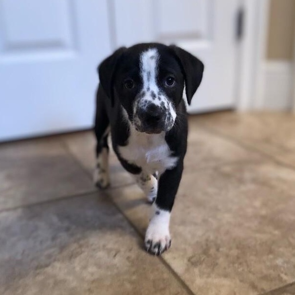 Dog for adoption - Peanut Butter Milkshake, an Australian Shepherd ...