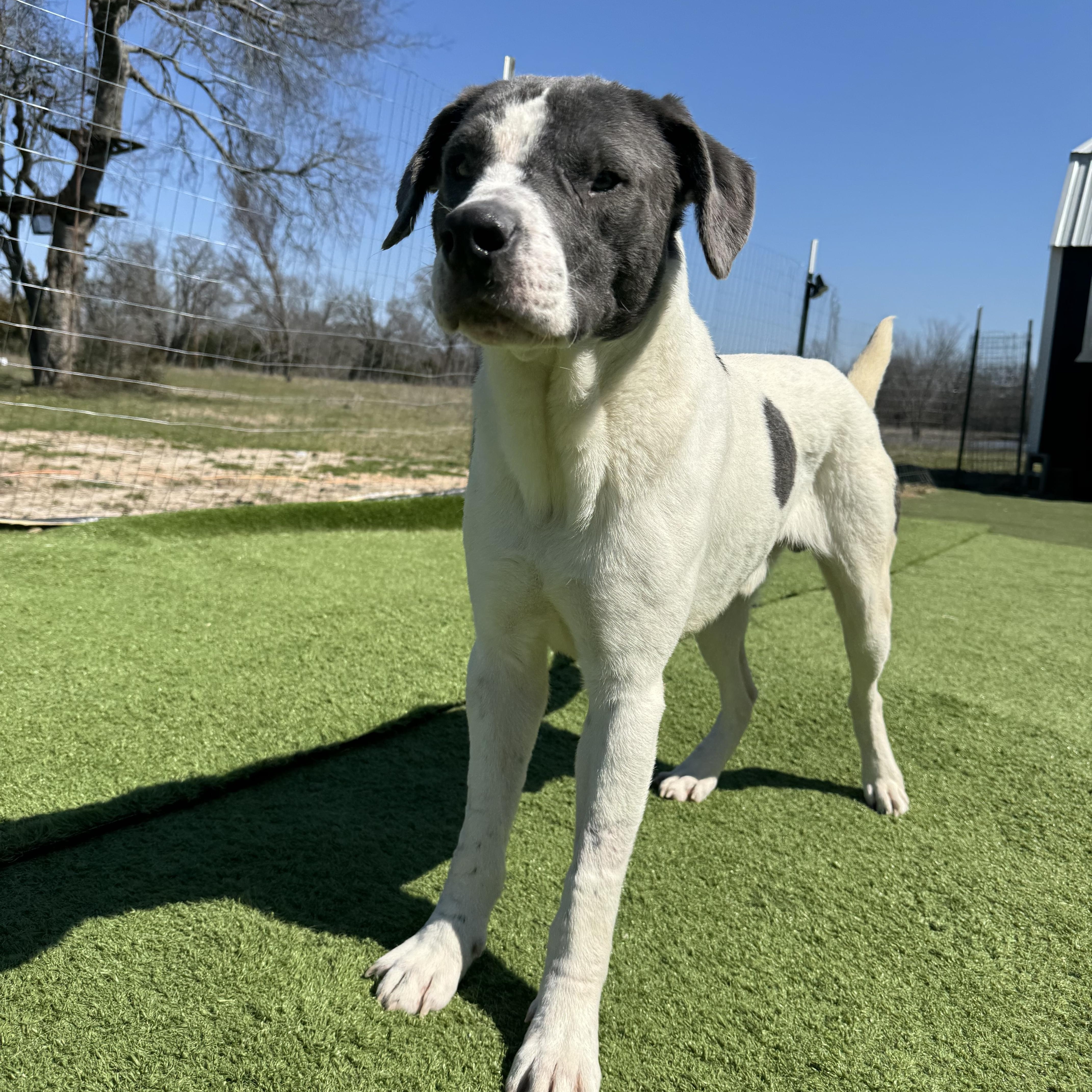 Dog for adoption - Moe, a Labrador Retriever Mix in Nashua, NH | Petfinder