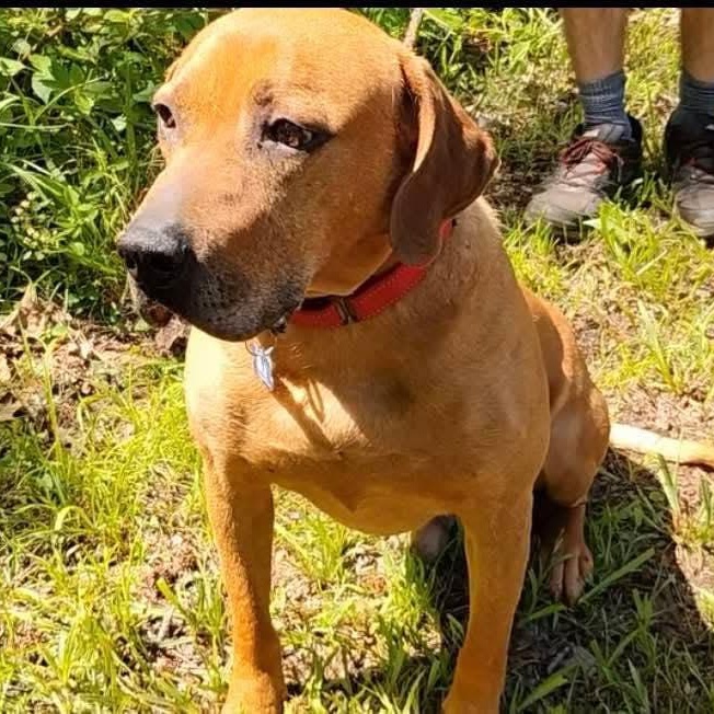 Dog for adoption - Bondo, a Coonhound Mix in Chelmsford, MA | Petfinder