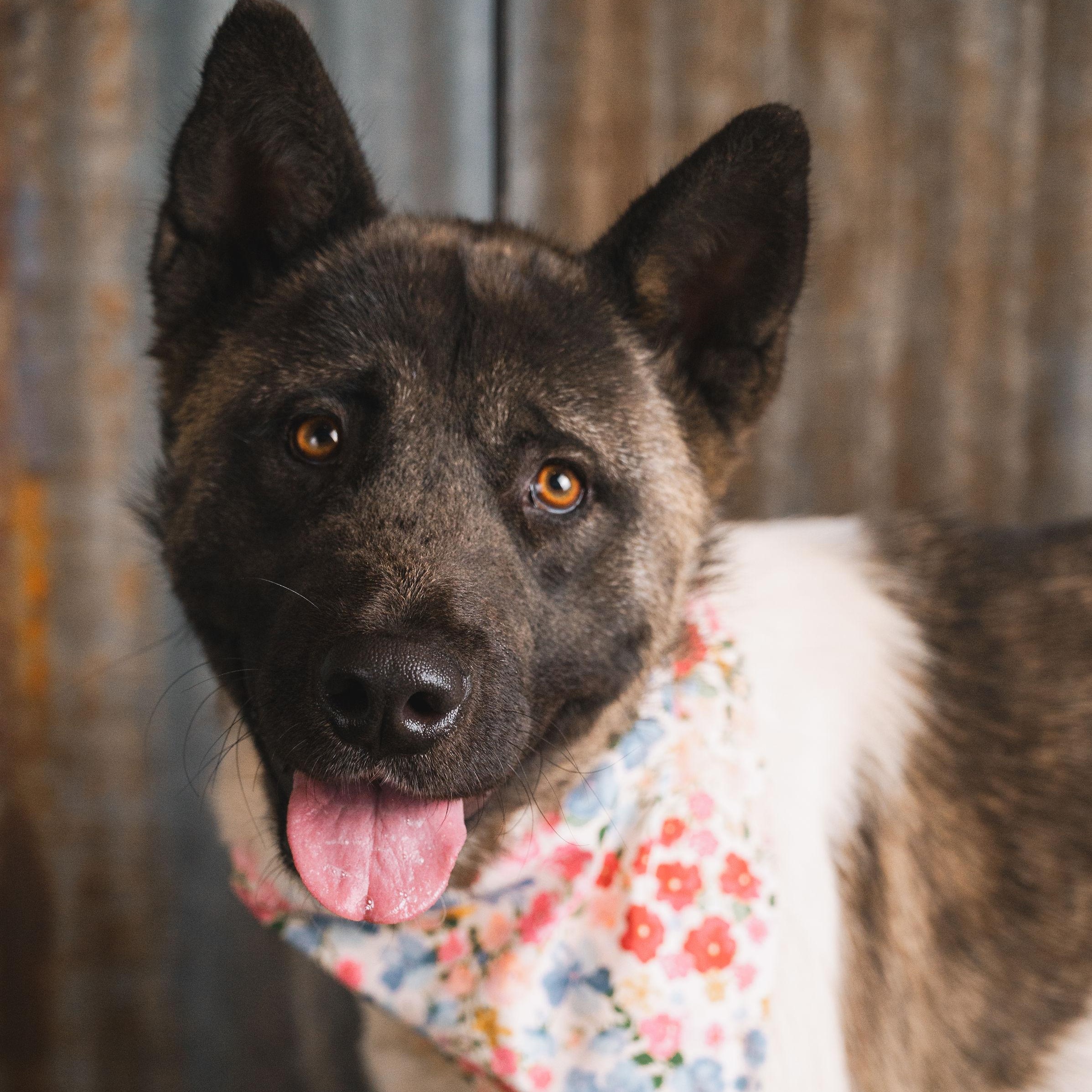 Dog for adoption - Kimi, an Akita Mix in Pittsburgh, PA | Petfinder