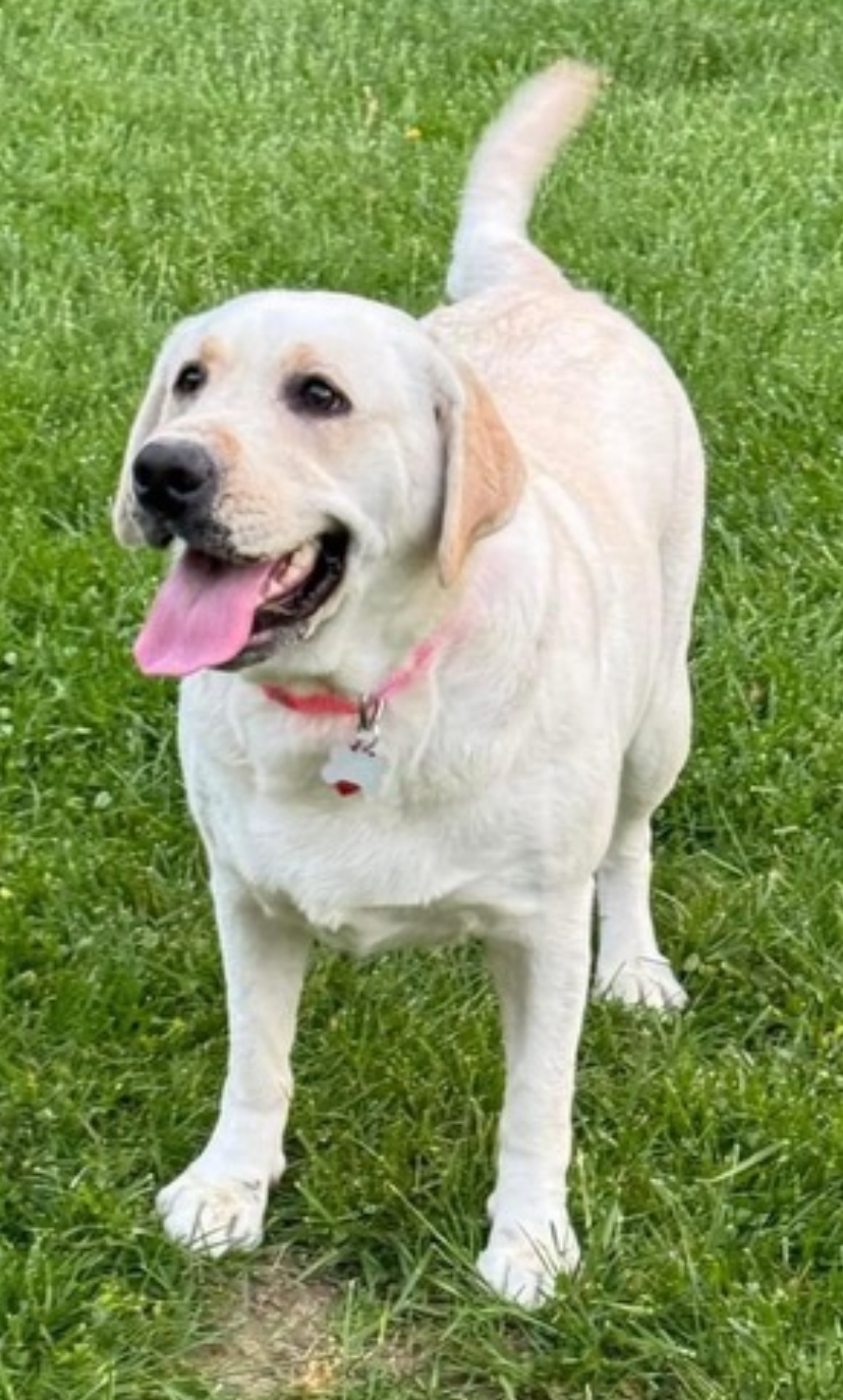 Dog for adoption - Sally, a Yellow Labrador Retriever in Queenstown, MD ...