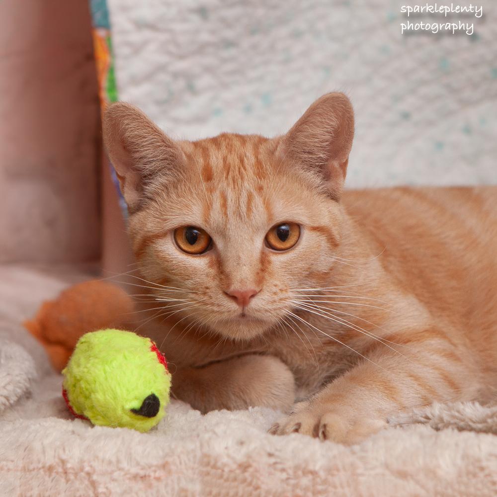 Cat for adoption - Orangette, a Domestic Short Hair in Ridgefield, CT | Petfinder