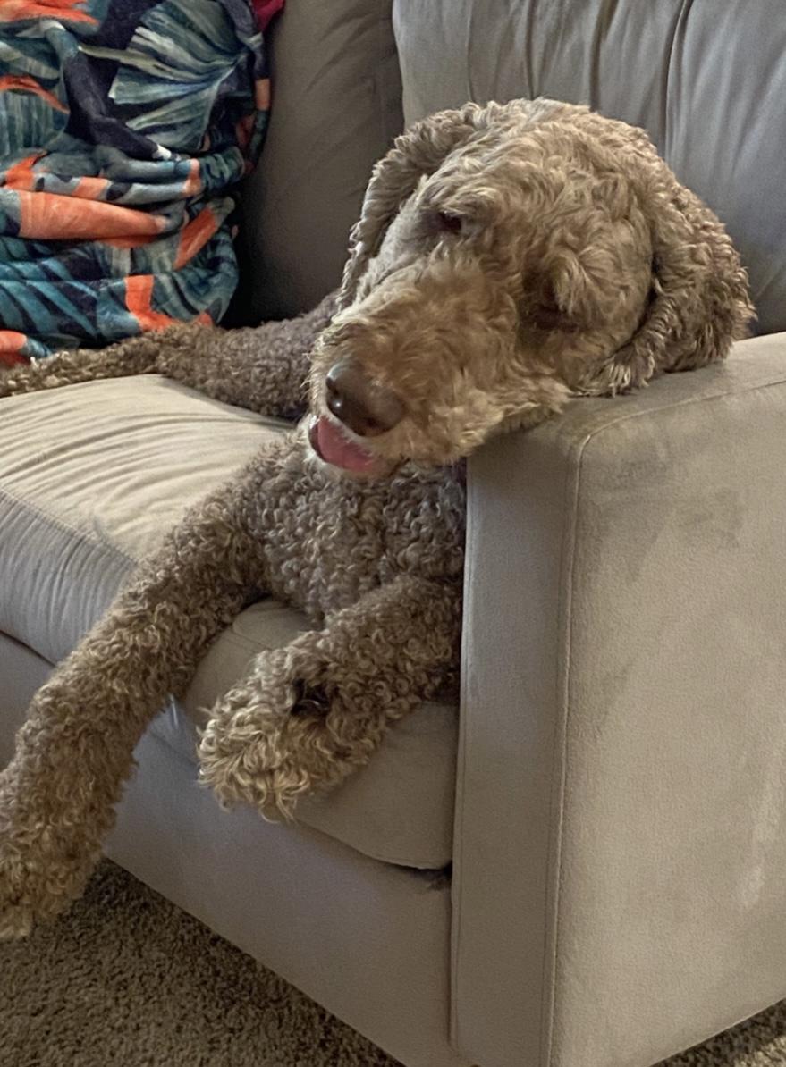 Dog for adoption - Cocoa, a Labradoodle in Dallas, TX | Petfinder