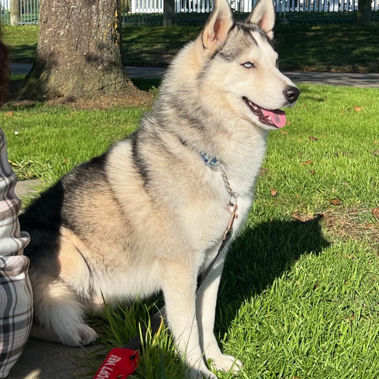 Dog for adoption - Sammy, a Siberian Husky in Hayward, CA | Petfinder