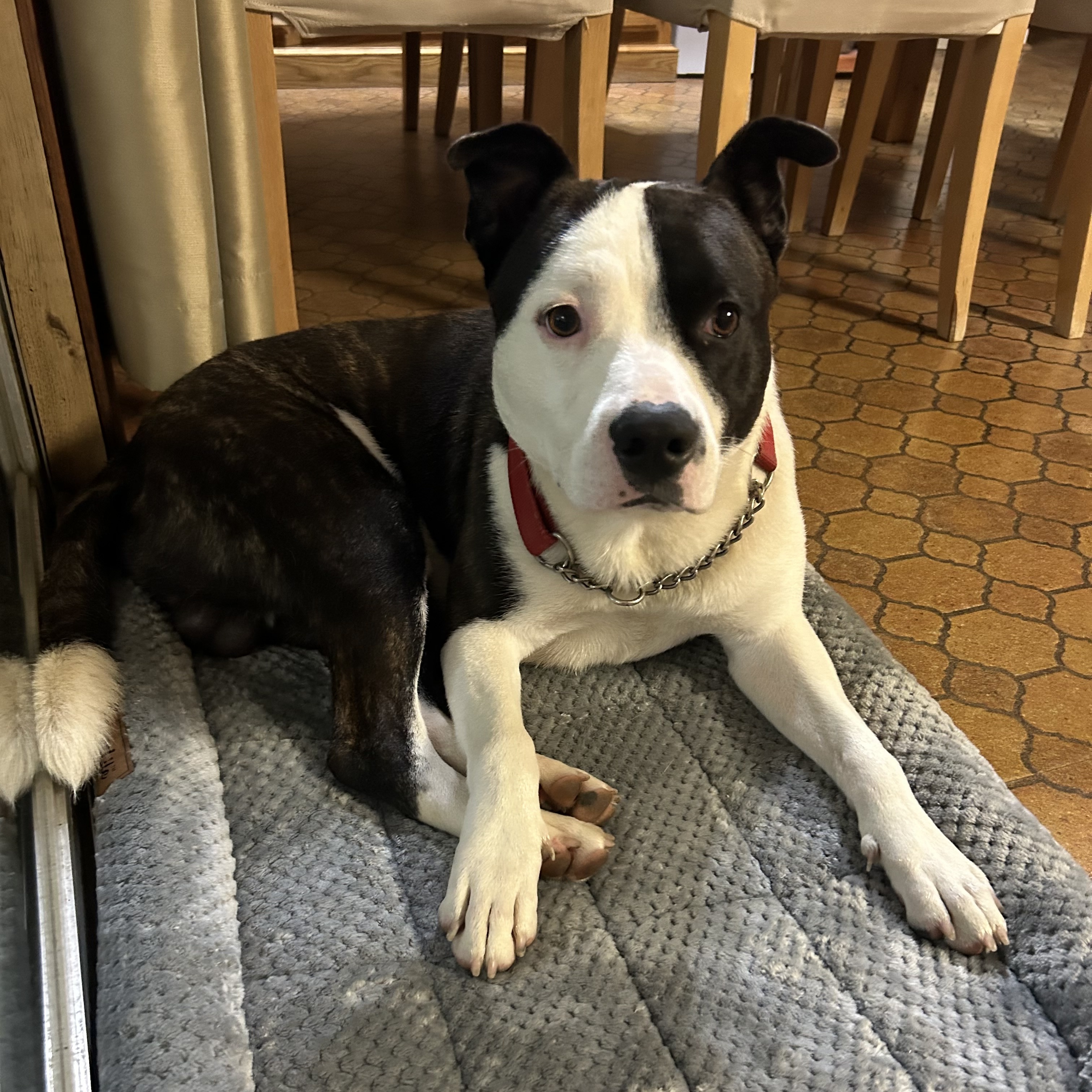 Dog for adoption - Wiler, a Staffordshire Bull Terrier Mix in Seattle ...