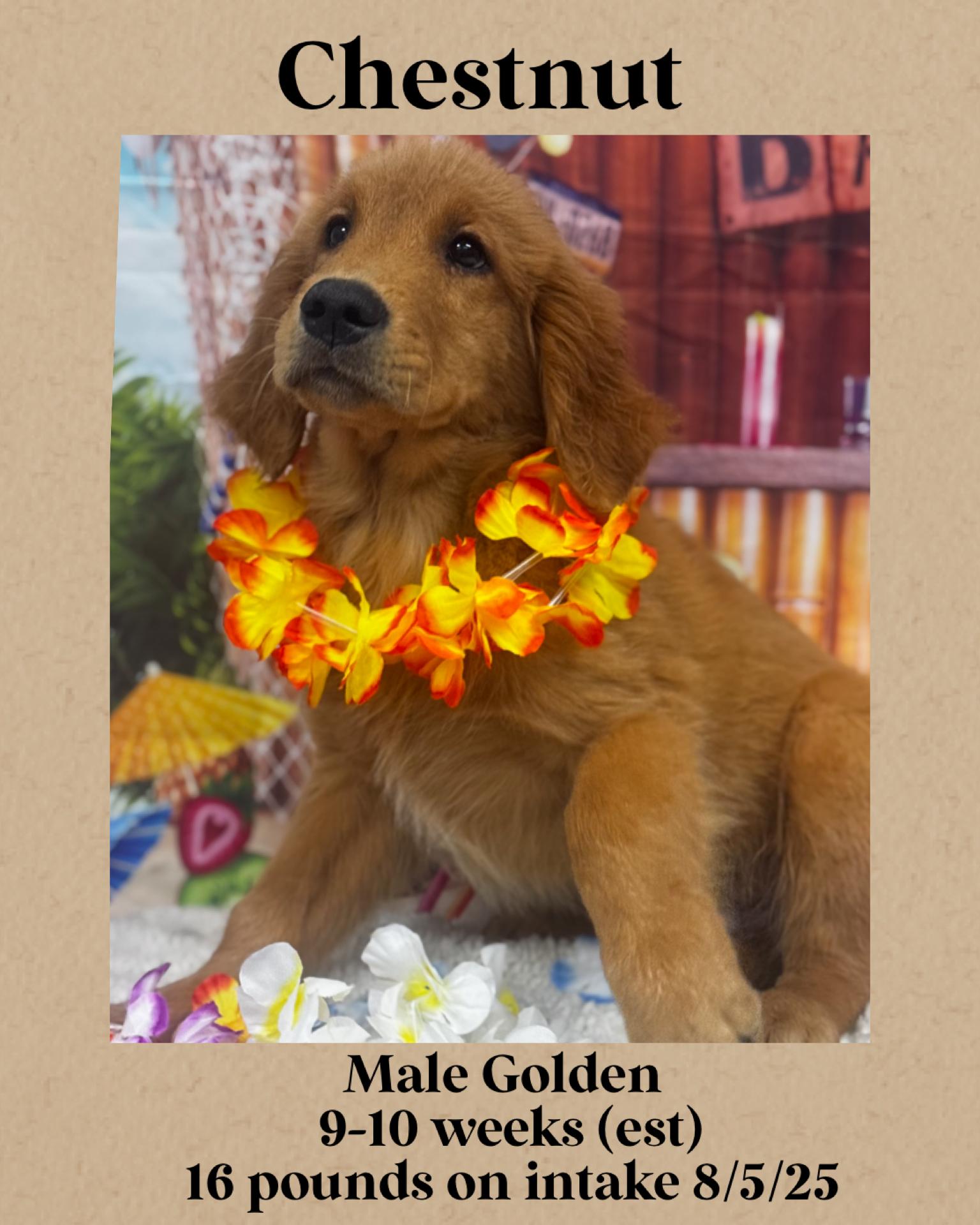 Dog for adoption - Chestnut, a Golden Retriever in Manchester, CT ...