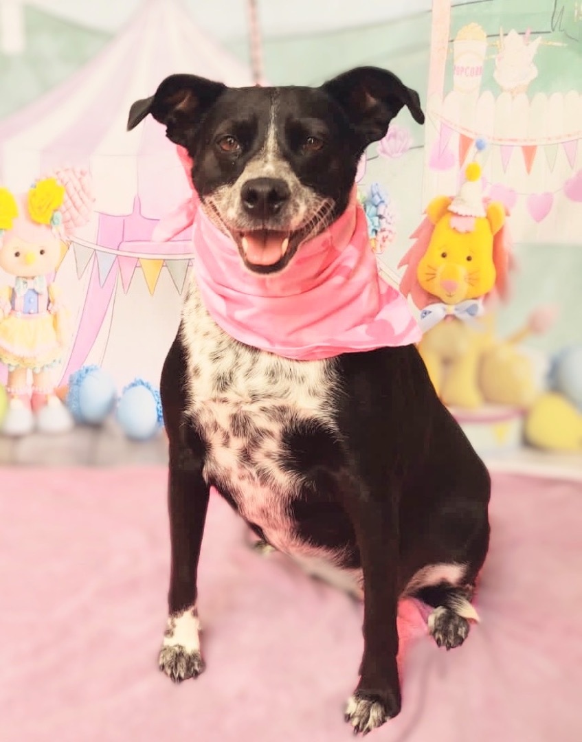 Dog for adoption - Gigi, a Staffordshire Bull Terrier Mix in Bennington ...