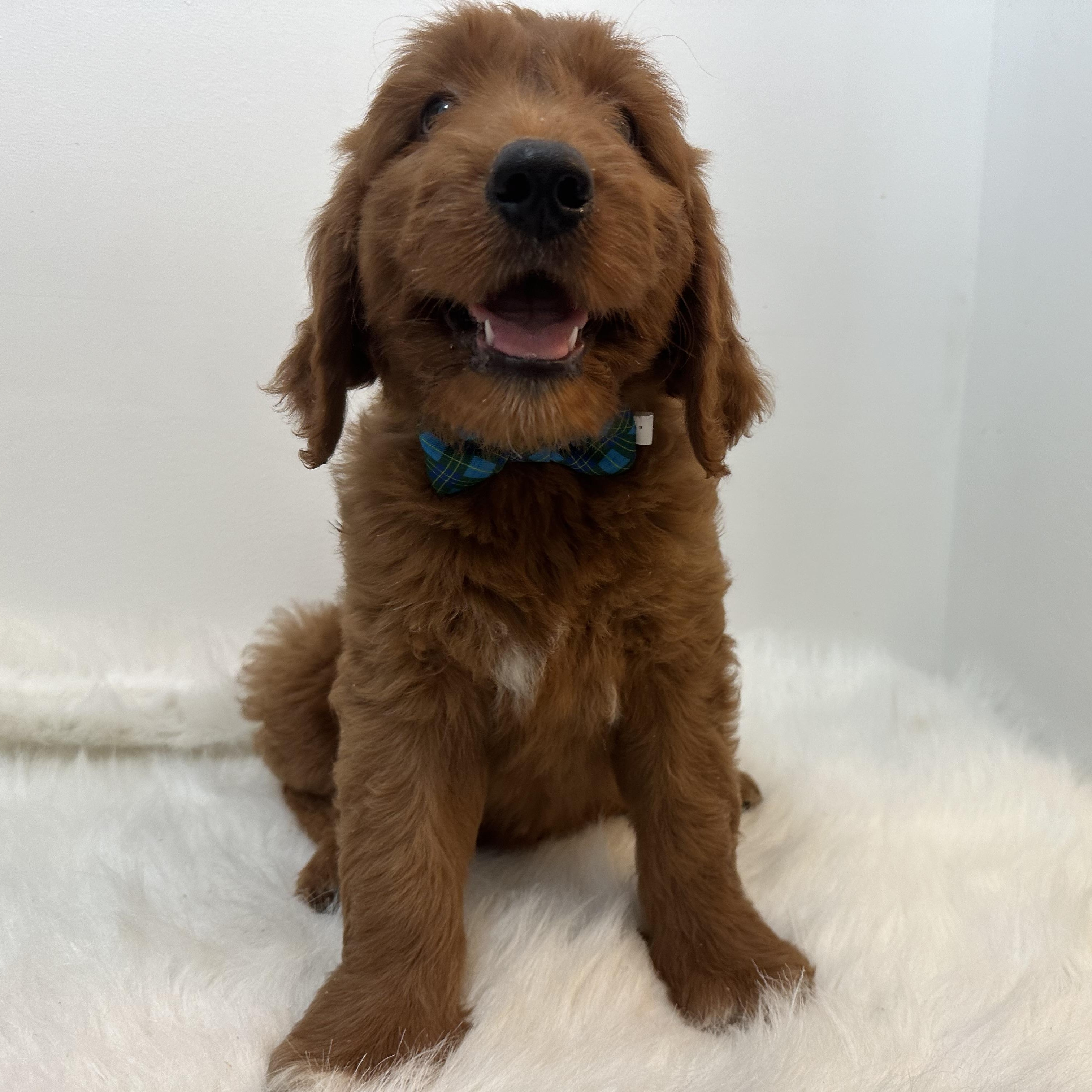 Dog for adoption - Carter, a Golden Retriever & Goldendoodle Mix in Wrightstown, NJ | Petfinder