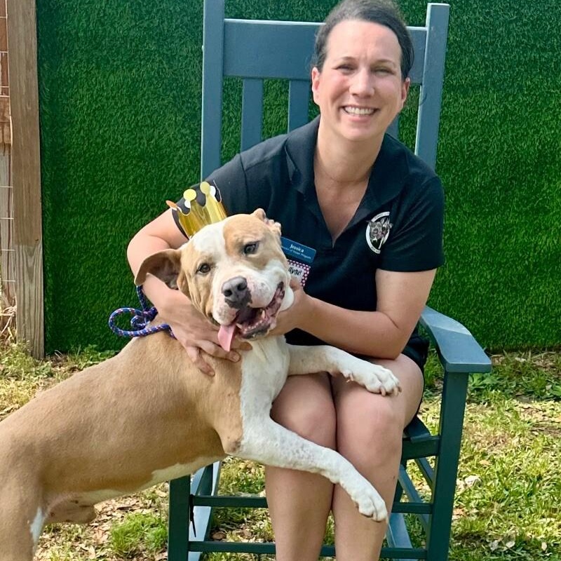 Dog for adoption - Skippy von Kissy the happiest boy, an American ...