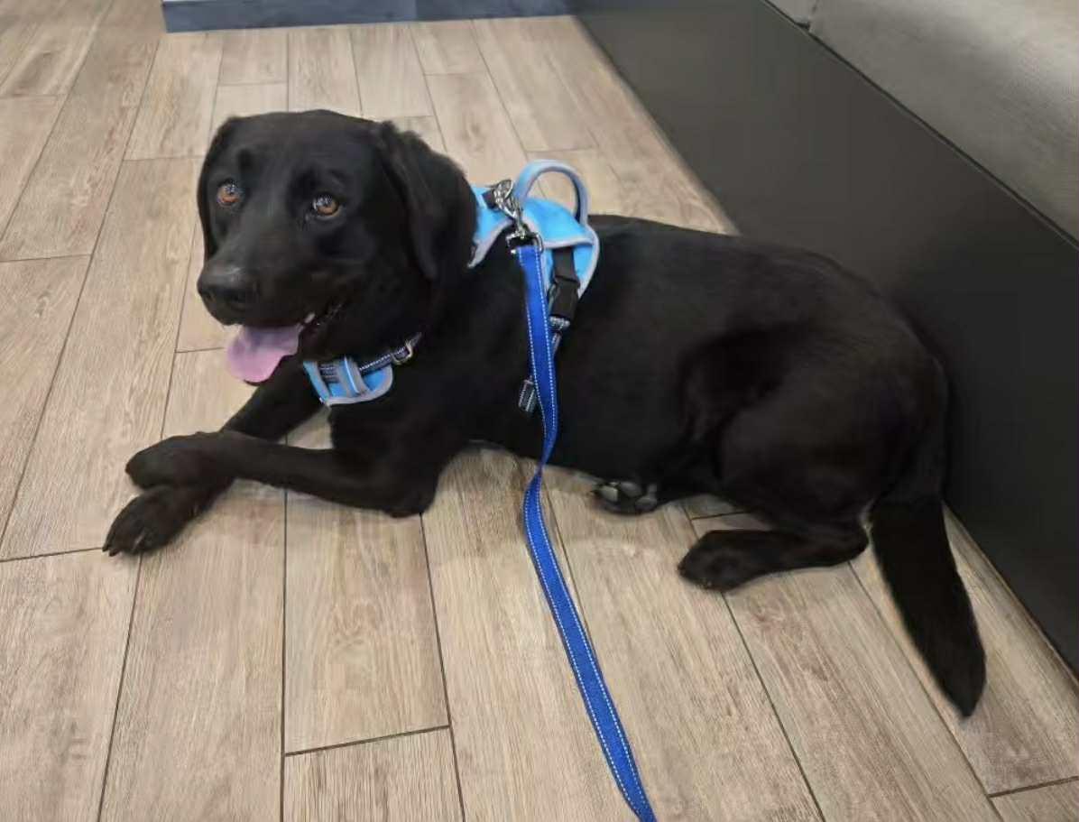 Dog for adoption - Shadow Gal, a Labrador Retriever in Crown Point, IN ...